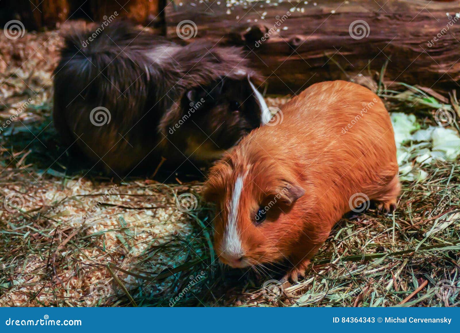 Two Cute Hamsters in Natural Habitat Stock Image - Image of kiss ...