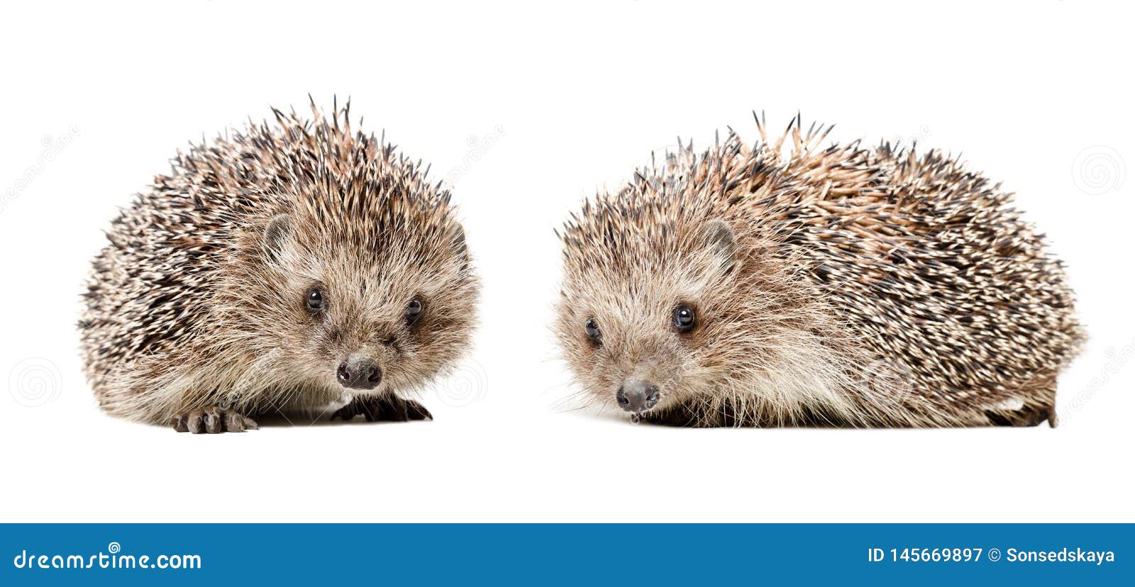 Two cute hedgehogs stock image. Image of nature, hedgehogs - 145669897