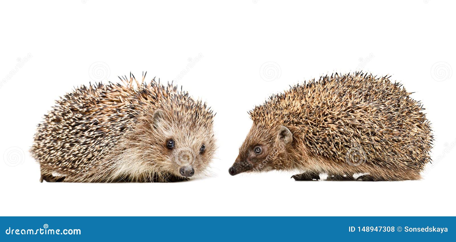 Two Cute Hedgehogs Sitting Together Stock Photo - Image of brown ...