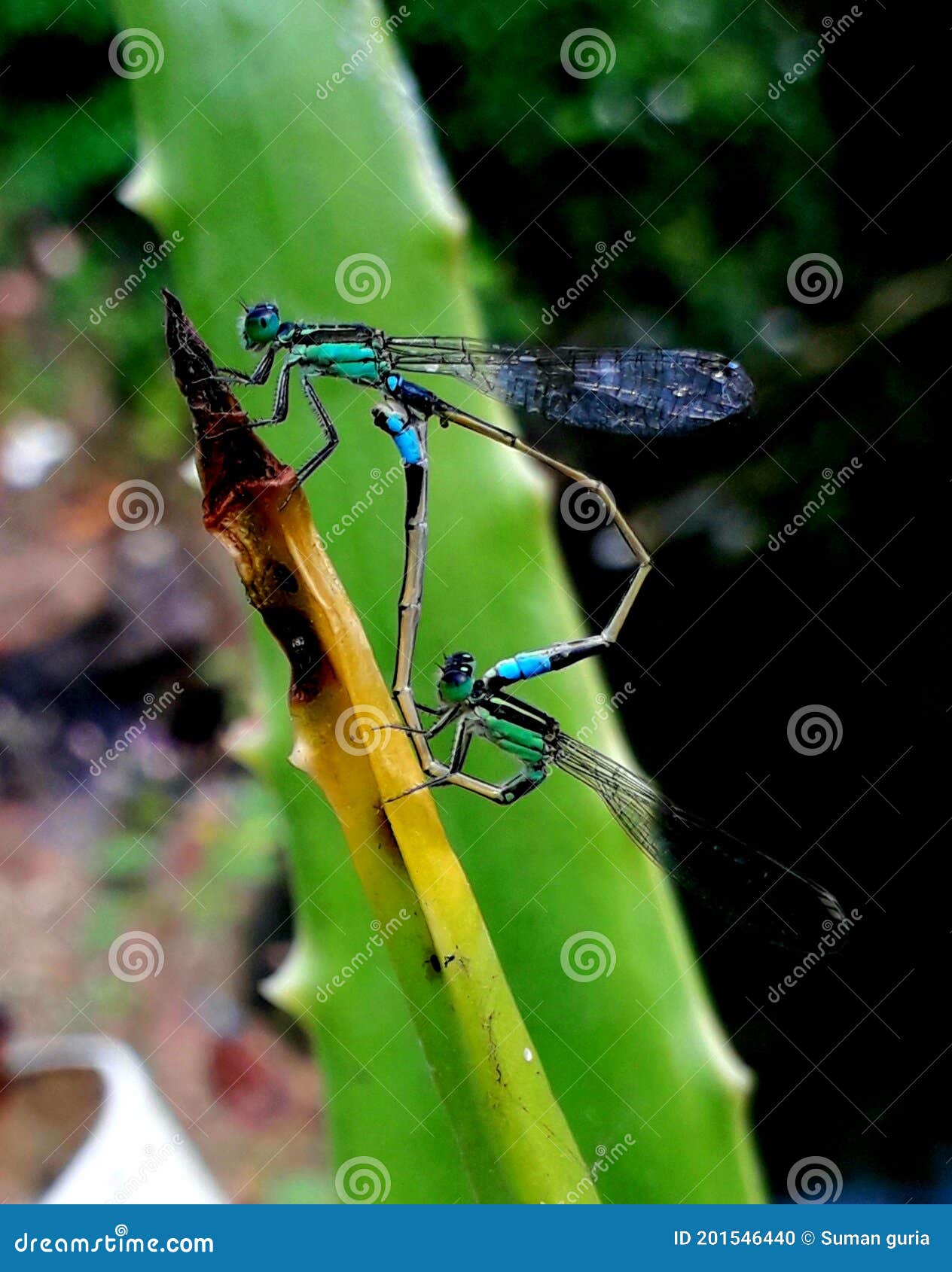 Two cute insect stock photo. Image of cute, insect, tree - 201546440