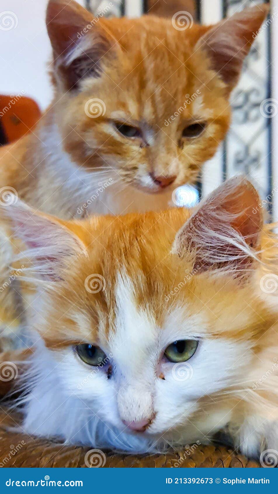 Two cute kitten stock image. Image of kitten, nose, wildcat - 213392673