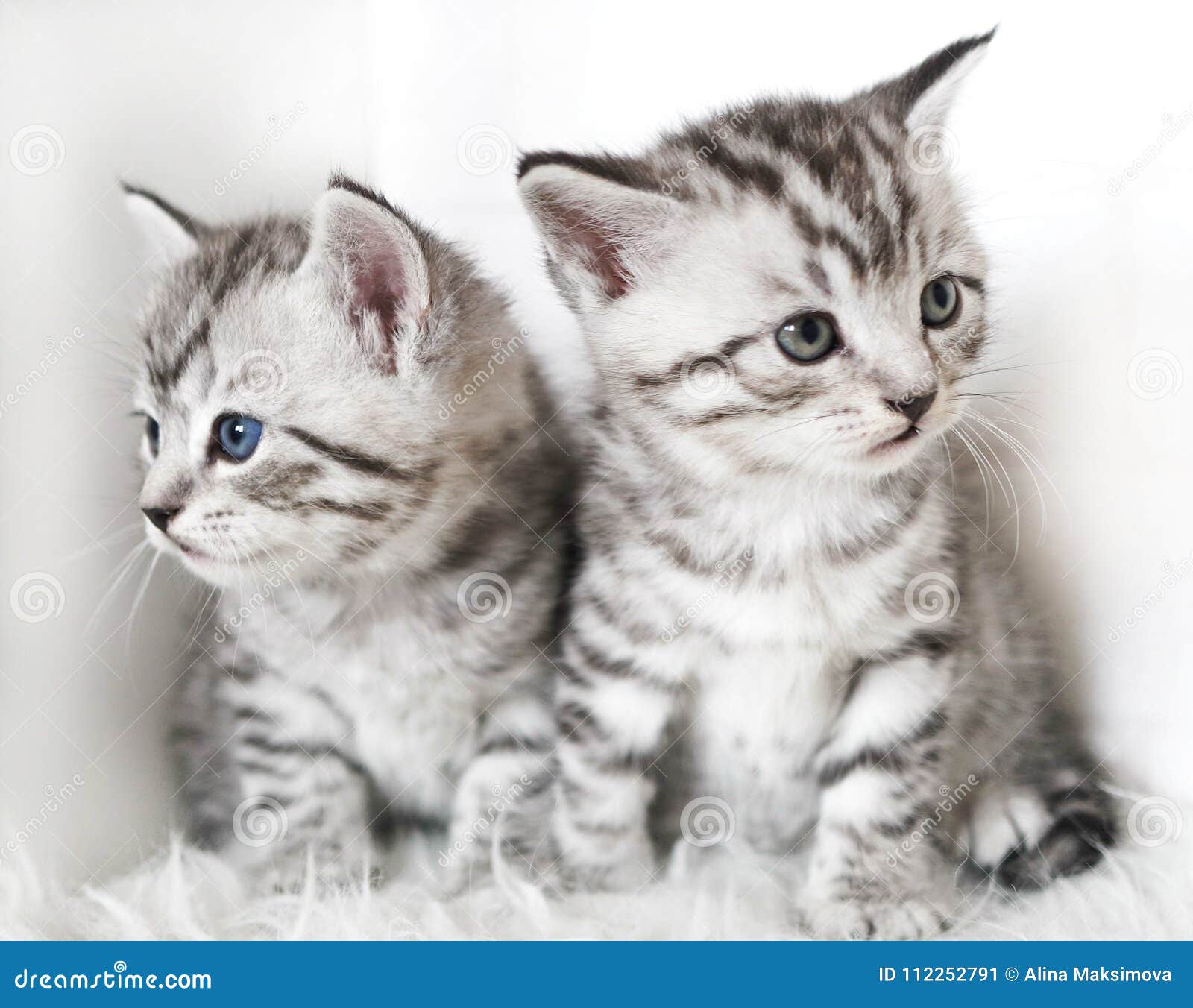 Two cute kitten. stock image. Image of love, beautiful - 112252791