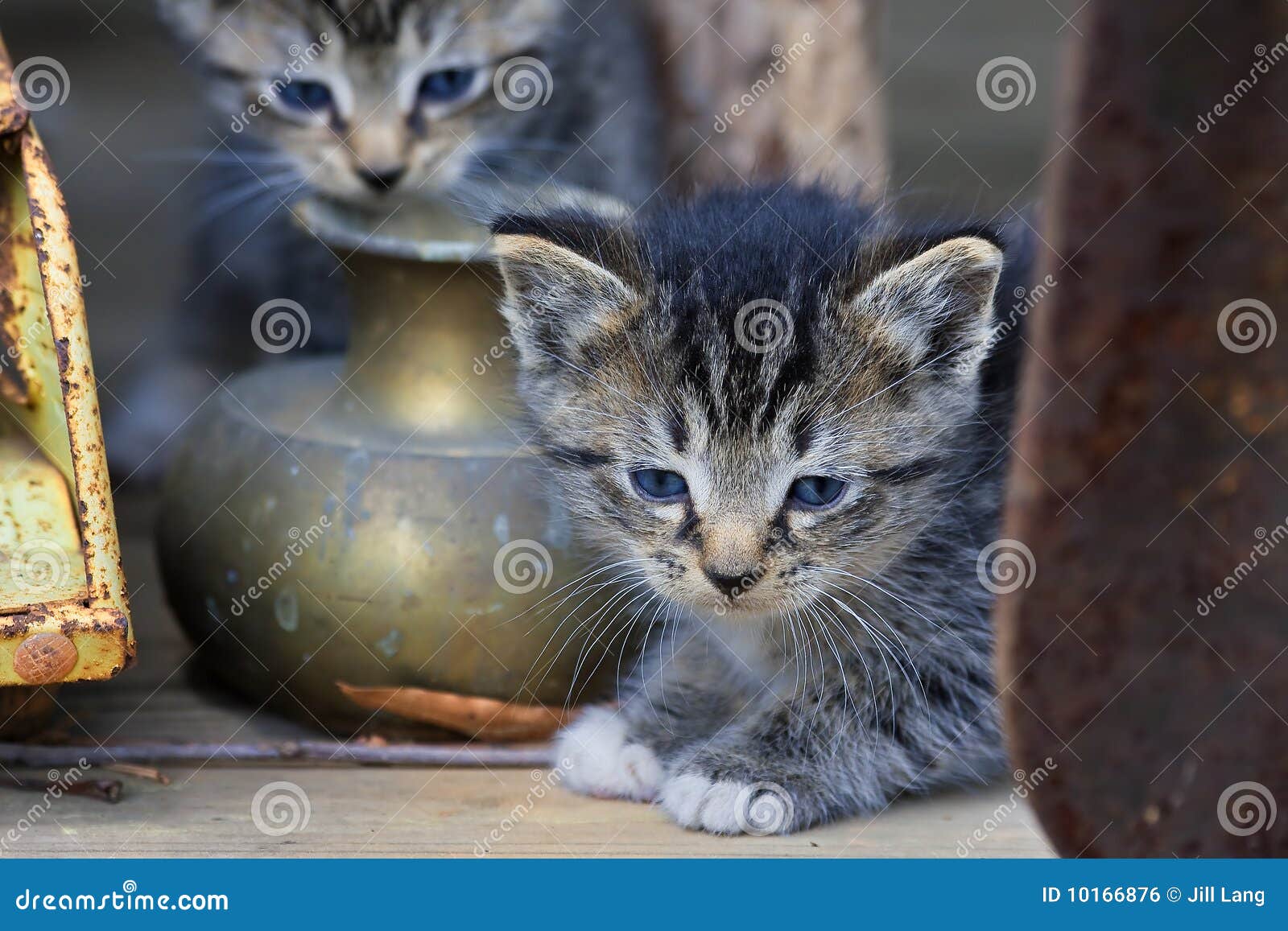 Two Cute Kittens stock photo. Image of stripes, closeup - 10166876