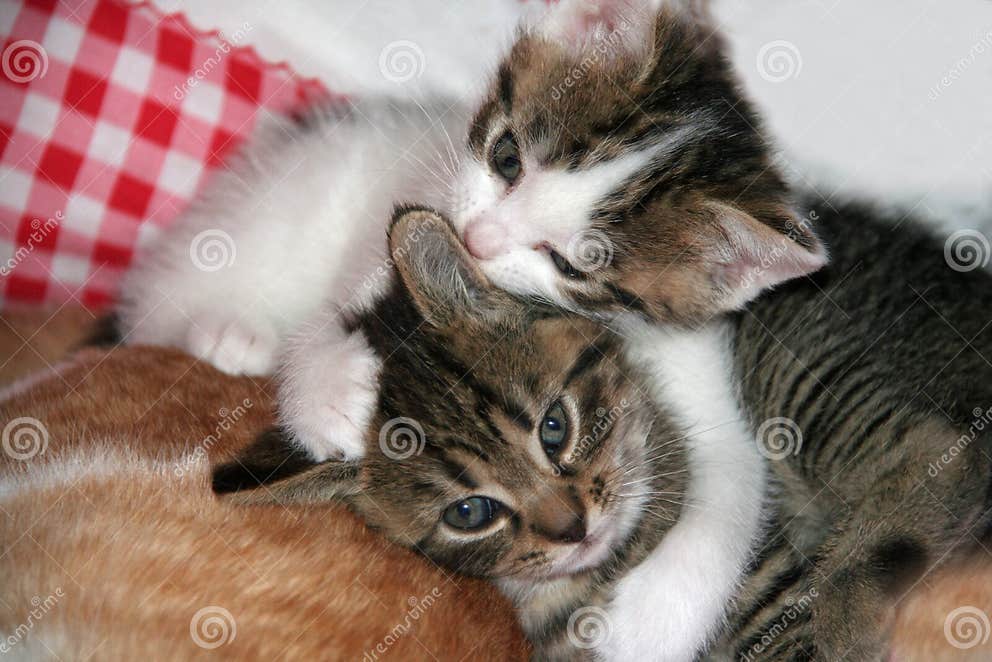 Two cute kittens stock photo. Image of lying, parent - 13462238