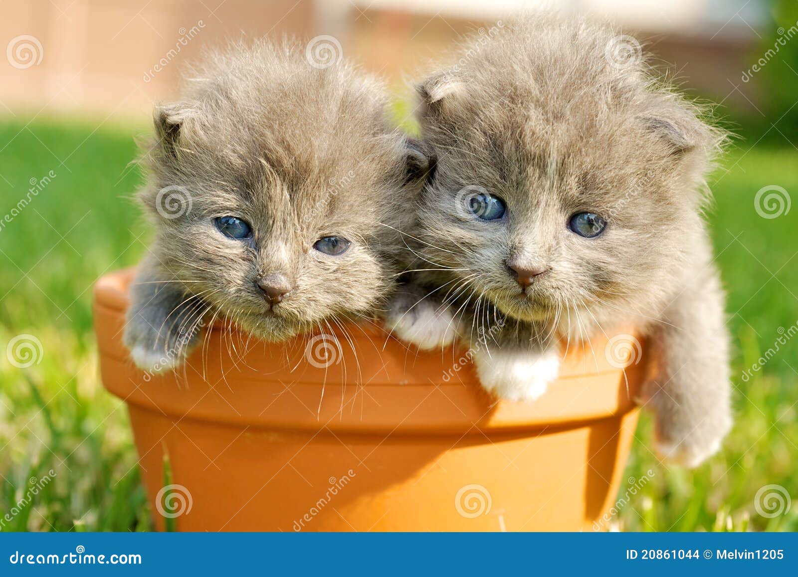 Two Cute Kittens stock photo. Image of outside, eyes - 20861044