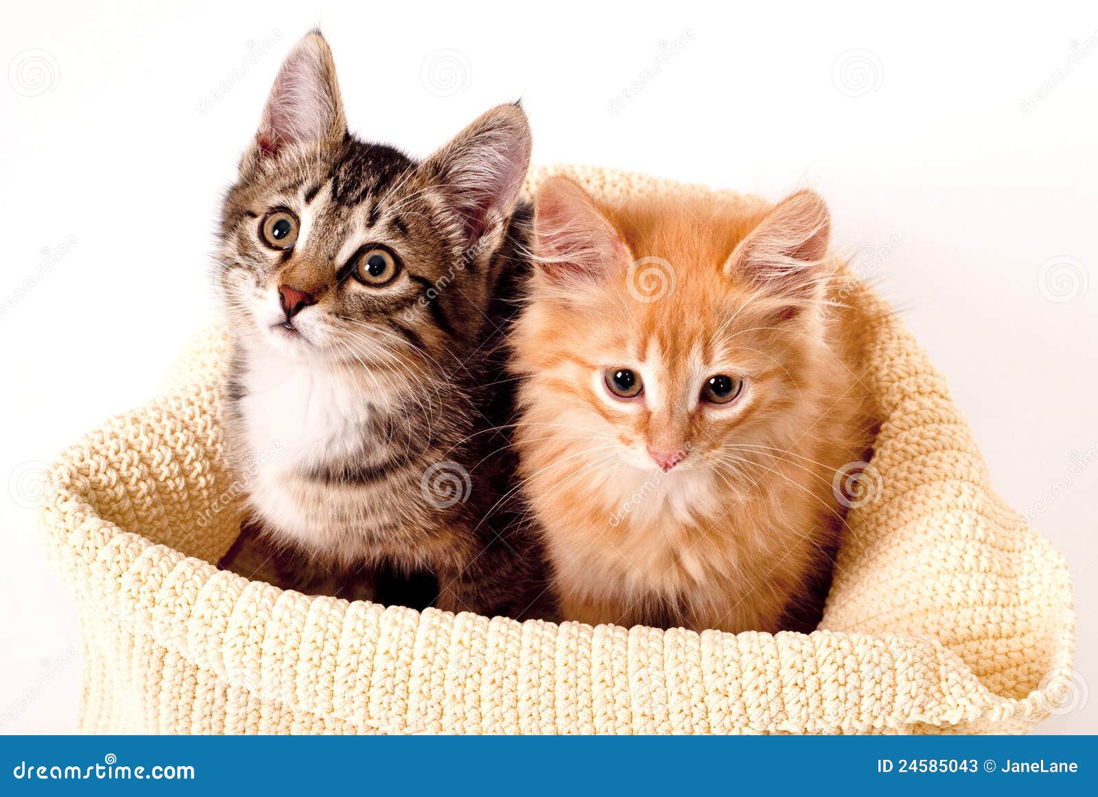 Two cute kittens stock image. Image of studio, view, sweet - 24585043