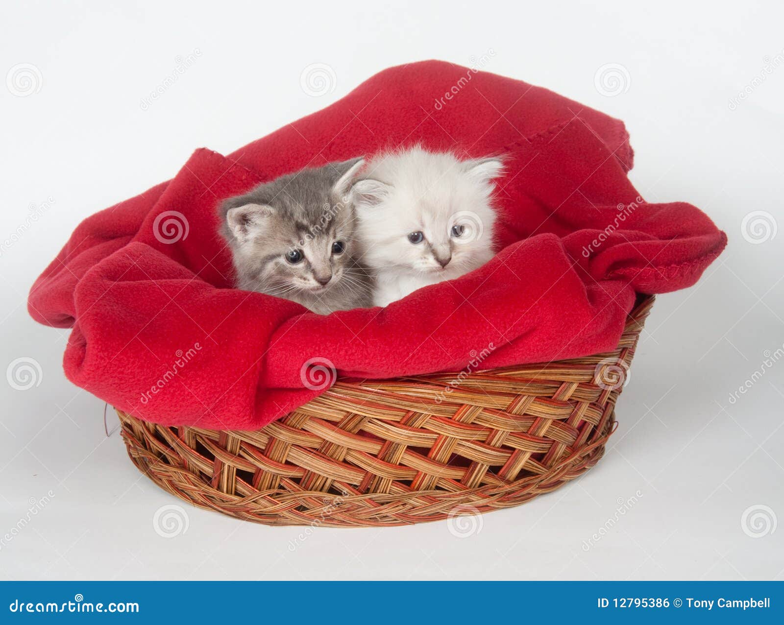 Two Cute Kittens in a Basket Stock Photo - Image of kittens, animals ...