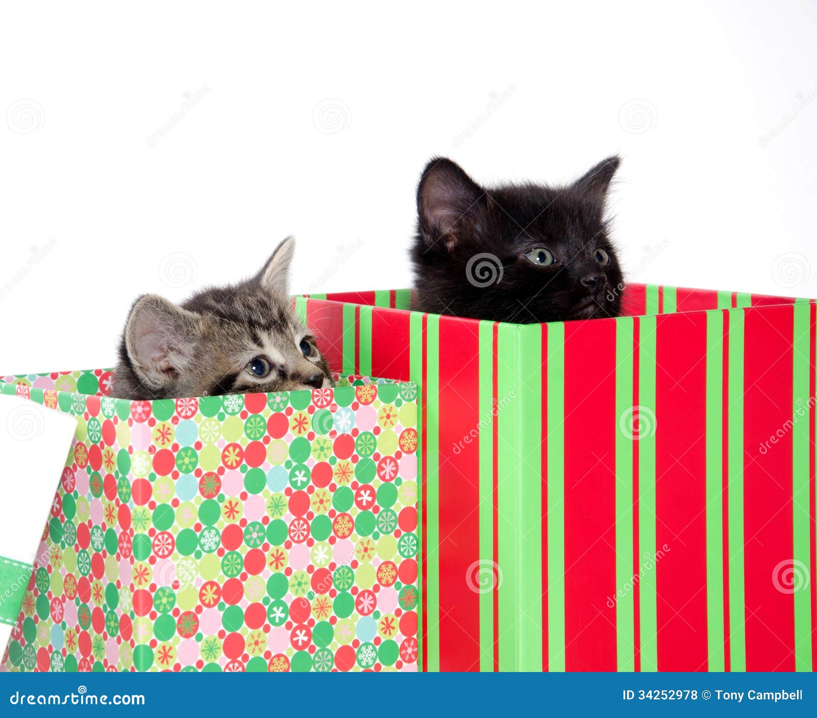 Two cute kittens in boxes stock photo. Image of background - 34252978