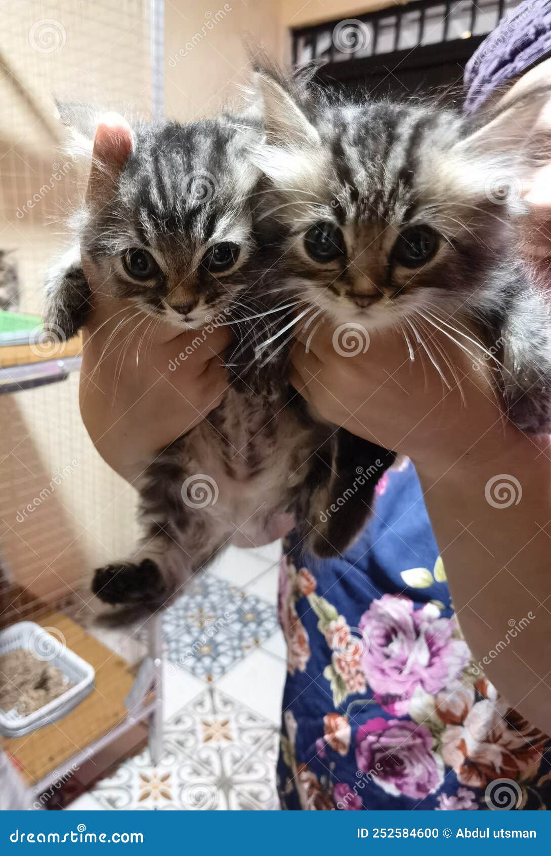 2 cute kittens stock photo. Image of cute, pets, kitten - 252584600