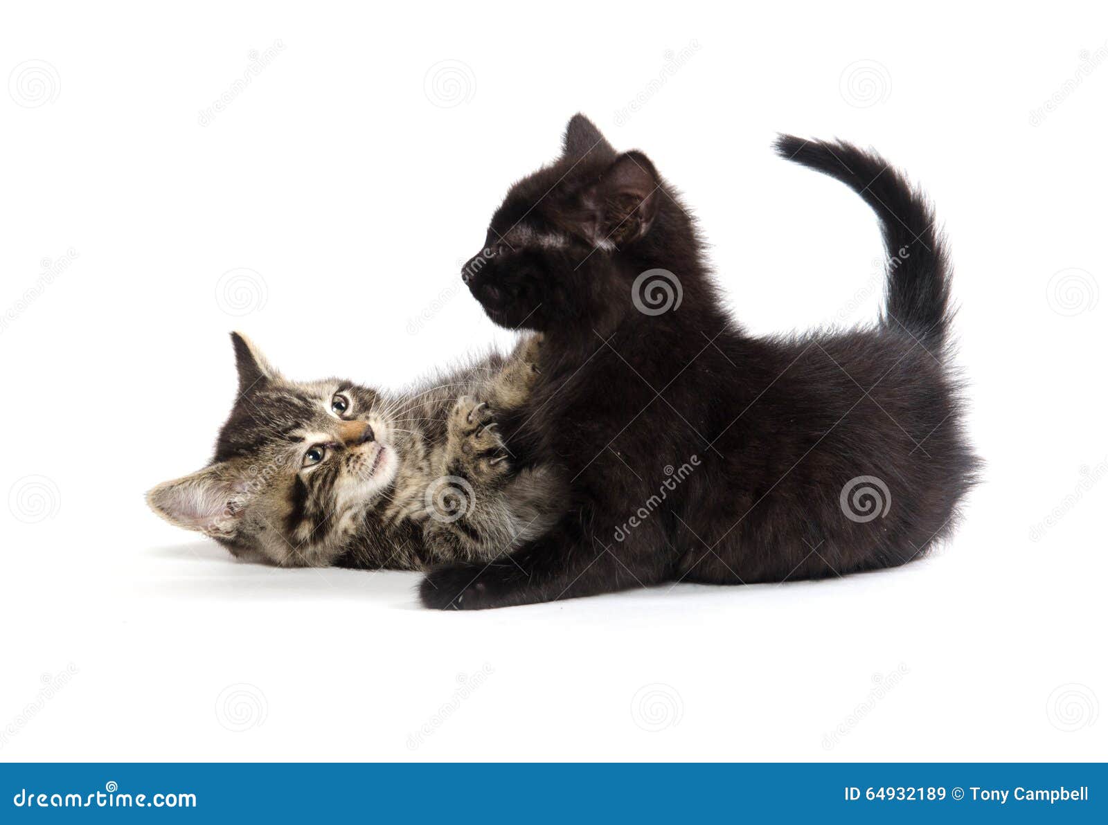 Two cute kittens playing stock image. Image of baby, white - 64932189