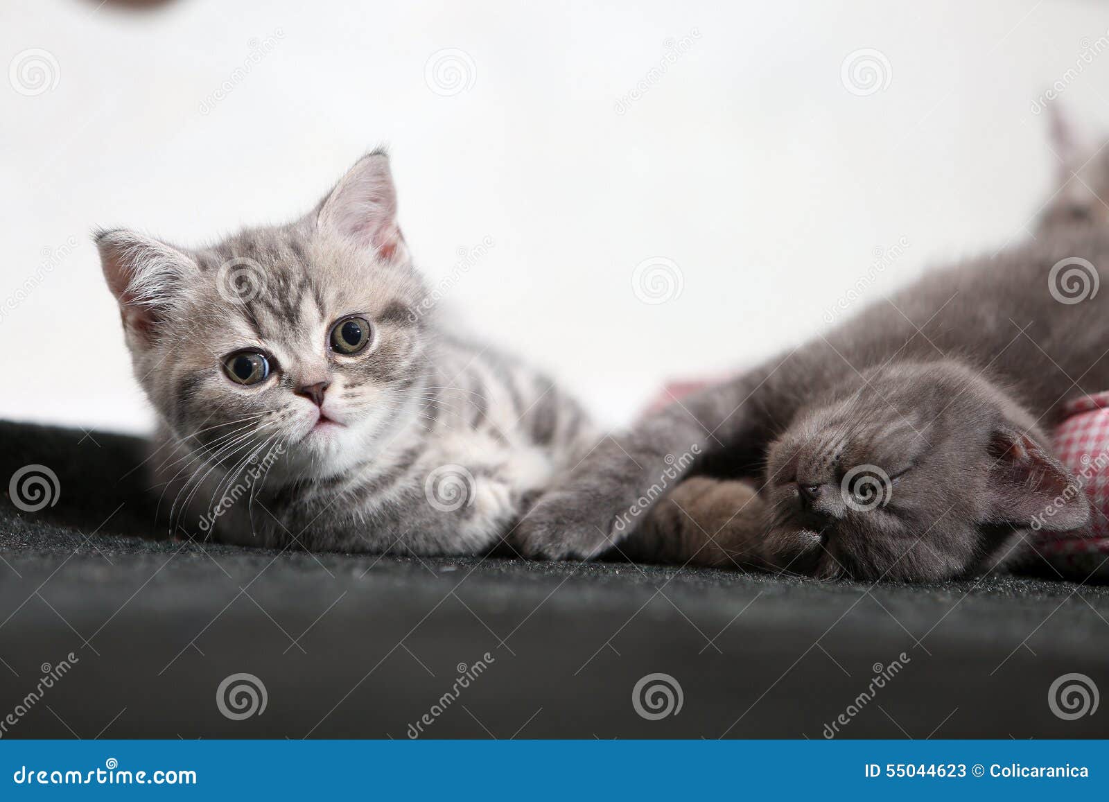Two cute kittens playing stock image. Image of kids, kittens - 55044623