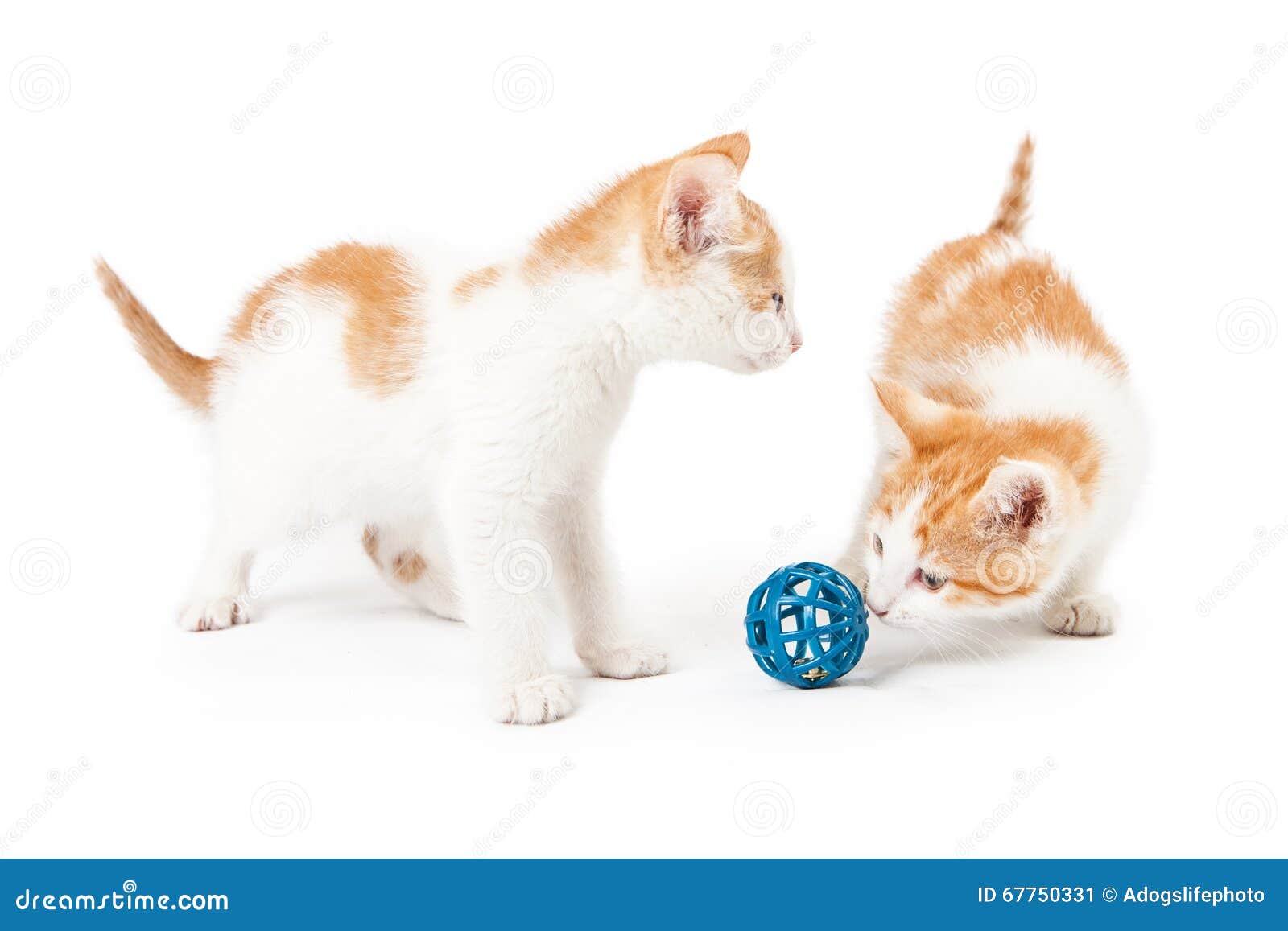 Two Cute Kittens Playing with Toy Stock Image - Image of animal ...