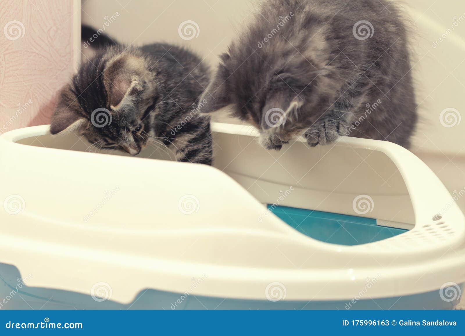Two Cute Kittens Are Sitting Near Their Litter Box Training Kittens To