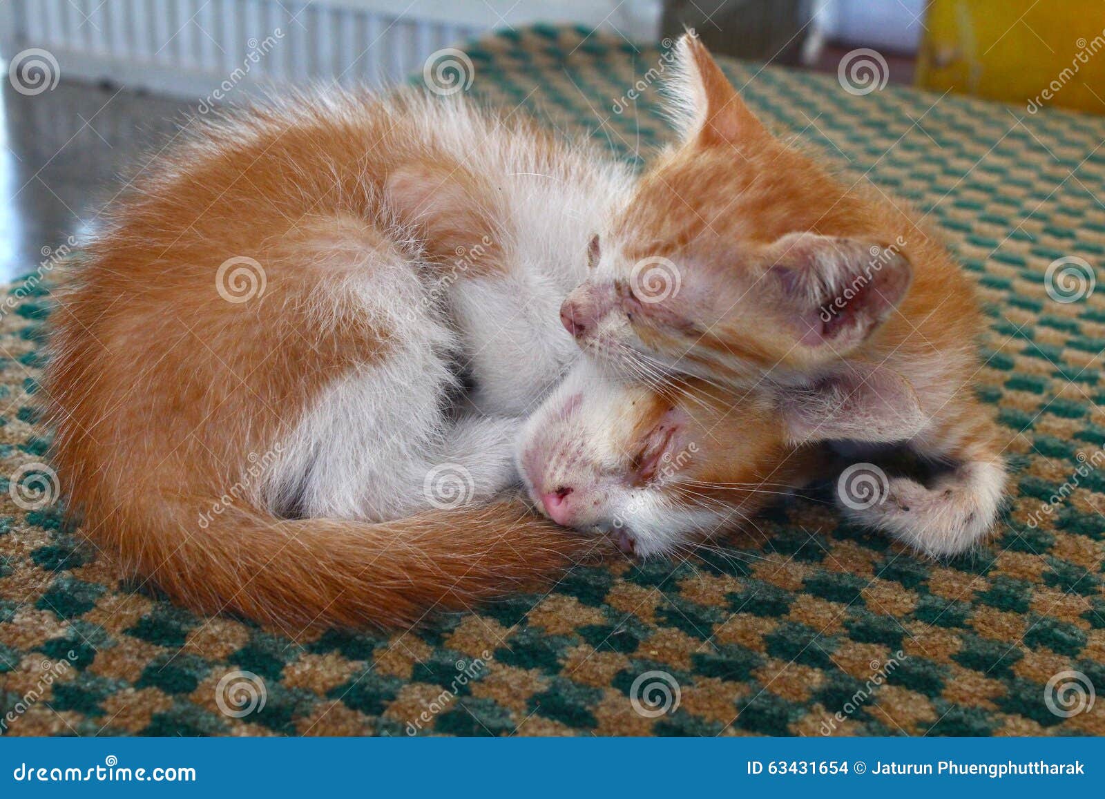 212 Fat Kittens Stock Photos - Free & Royalty-Free Stock Photos from ...