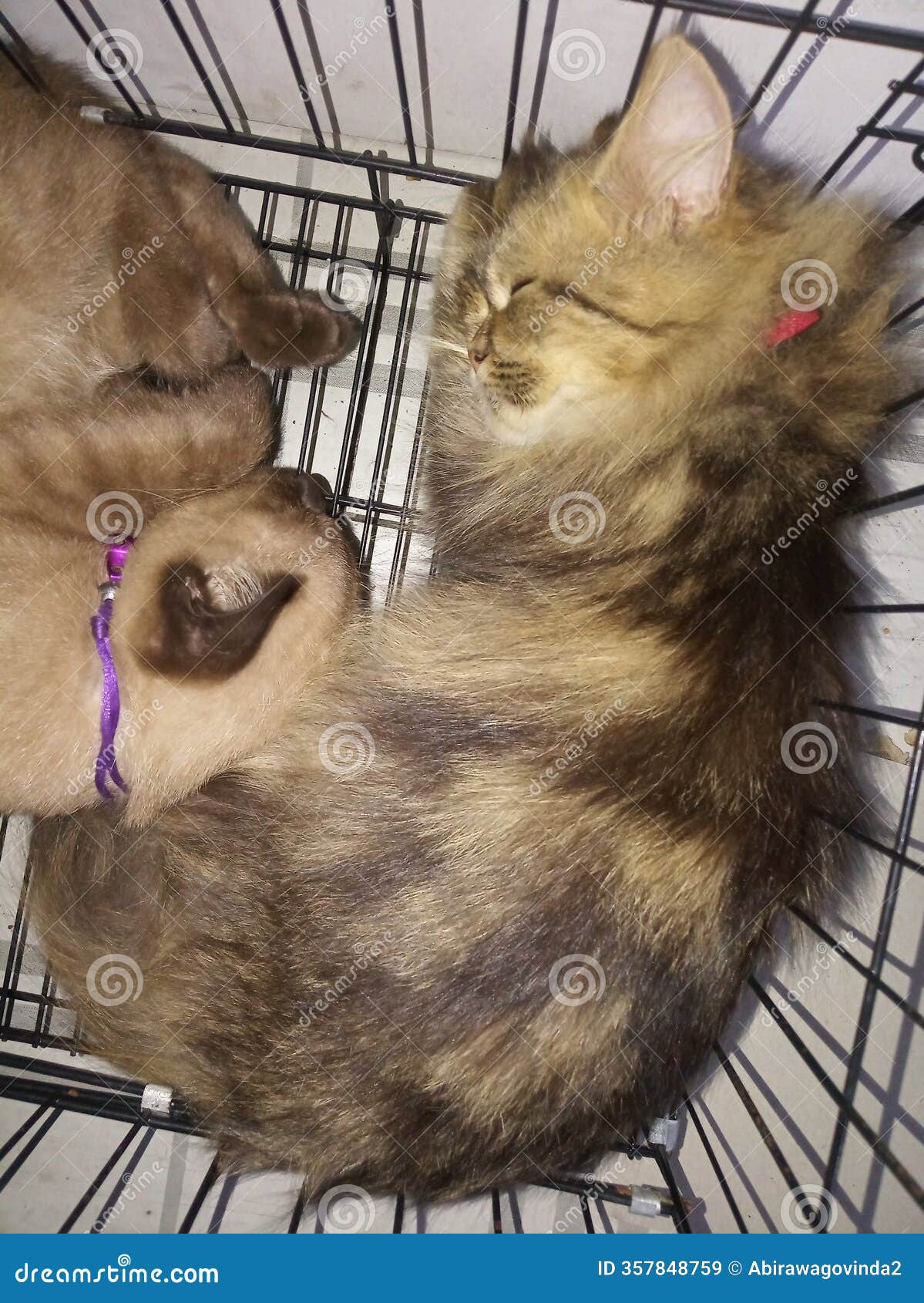 Two Cute Kittens Sleeping in Their Cage Stock Image - Image of sleeping, kittens: 357848759