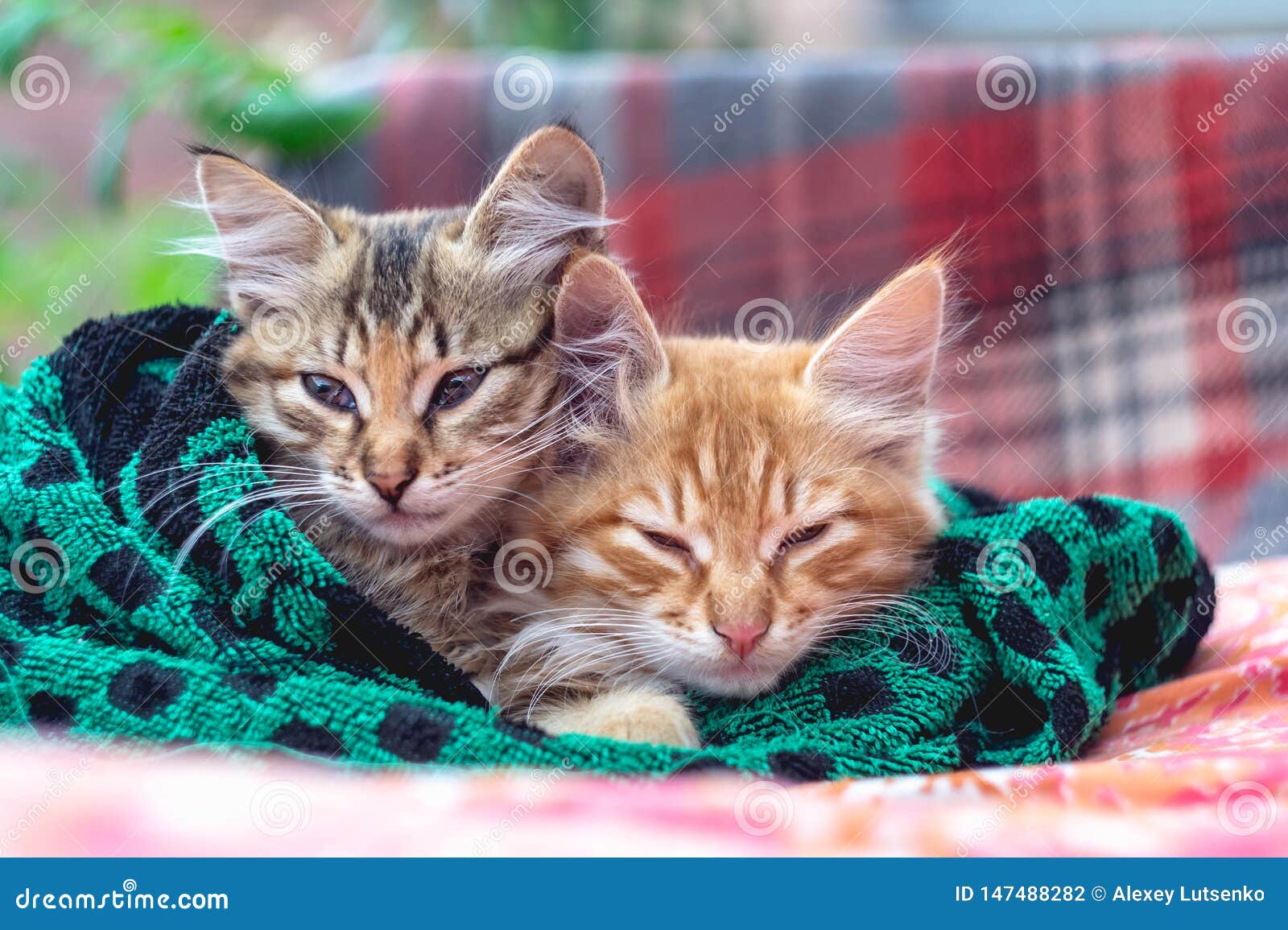 Two Cute Kittens in a Towel Stock Photo - Image of cozy, kitty: 147488282