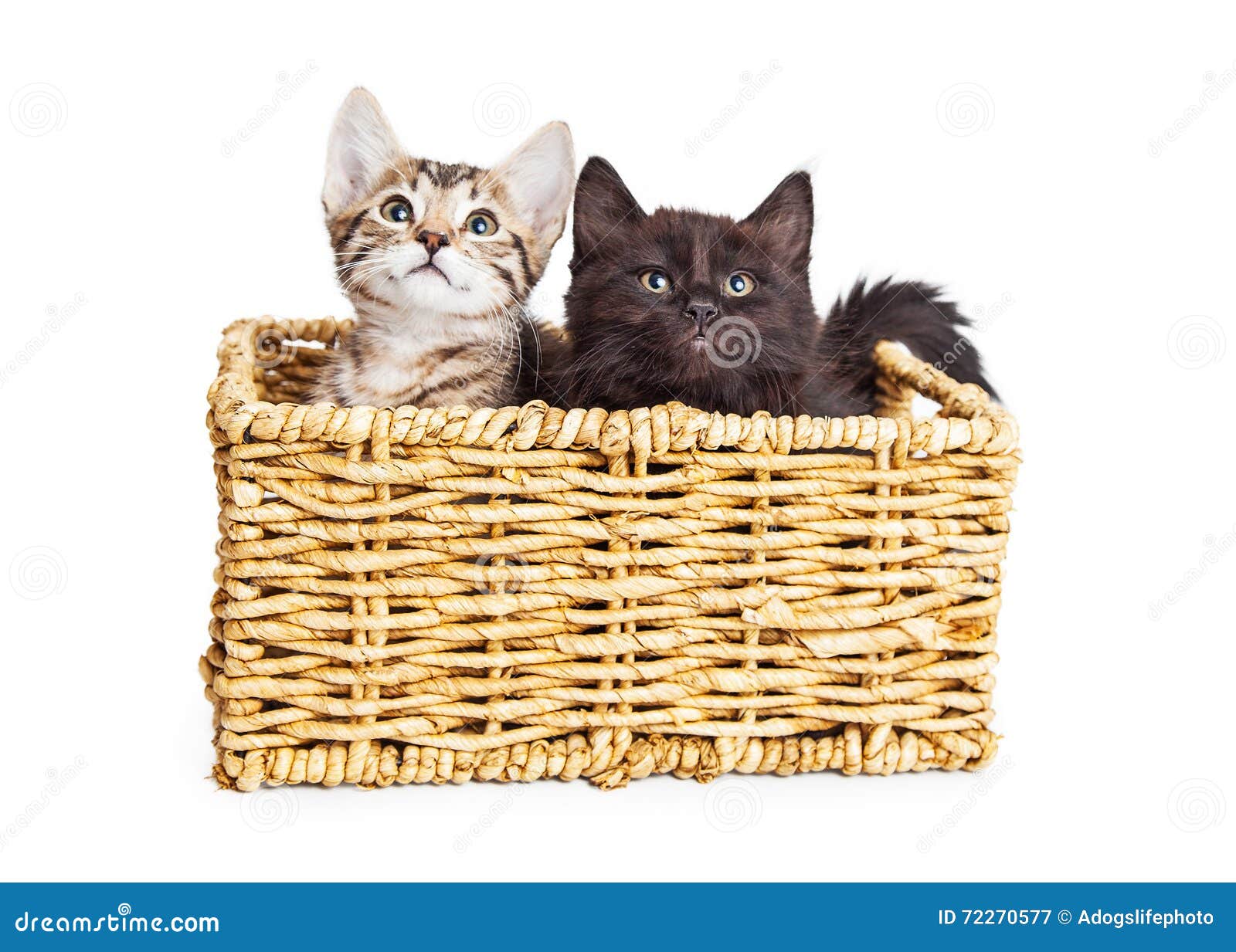 Two Cute Kittens in Wicker Basket Stock Image - Image of animal, kitten ...