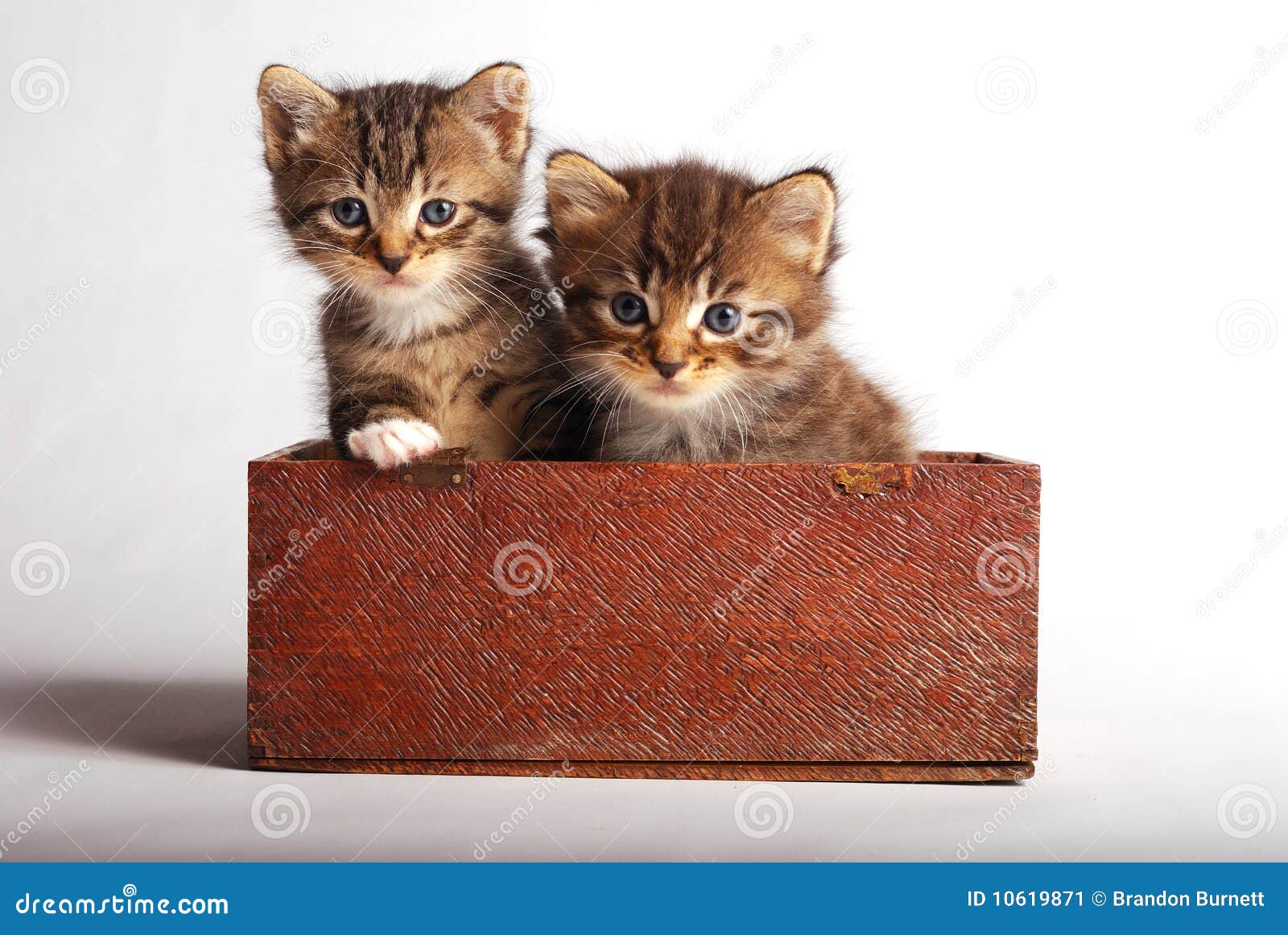 Cute Kittens In A Box
