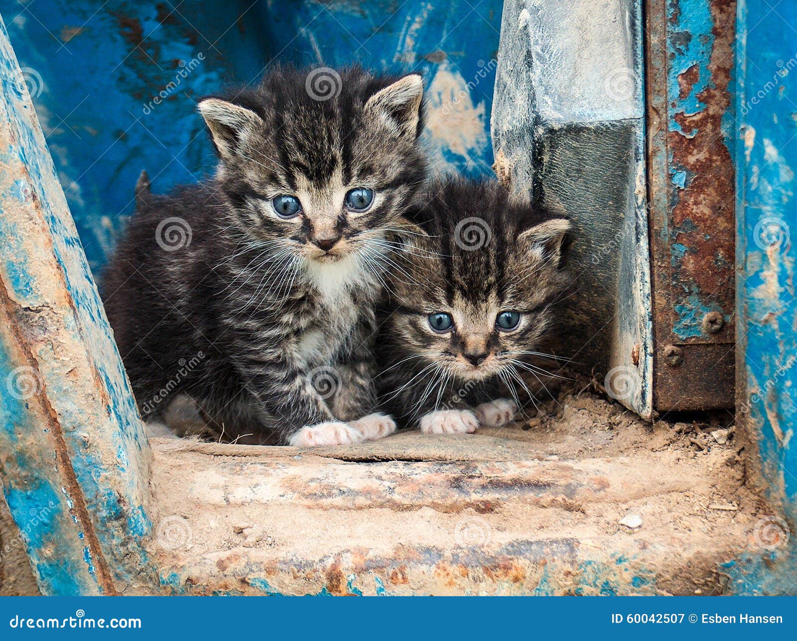 Two cute kittens stock image. Image of color, cute, pair - 60042507