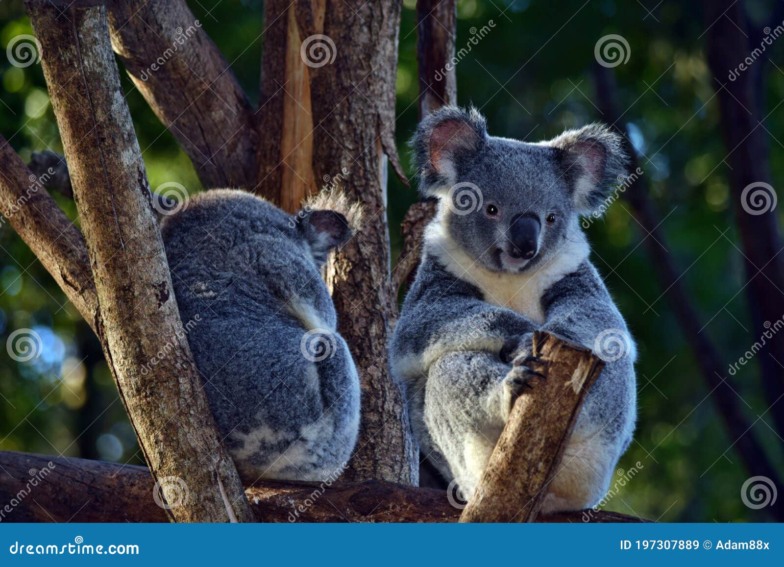 Two Cute Koalas Sitting on a Tree Branch Eucalyptus Stock Image - Image ...
