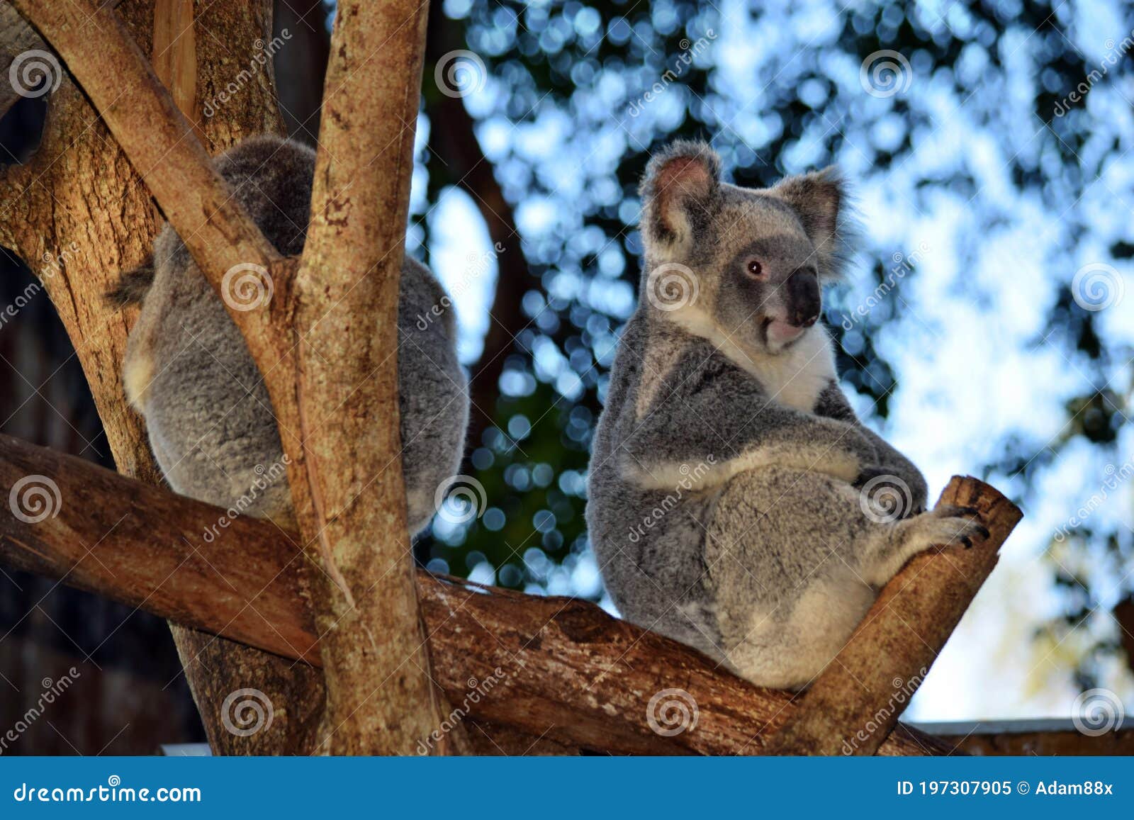 Two Cute Koalas Sitting on a Tree Branch Eucalyptus Stock Image - Image ...