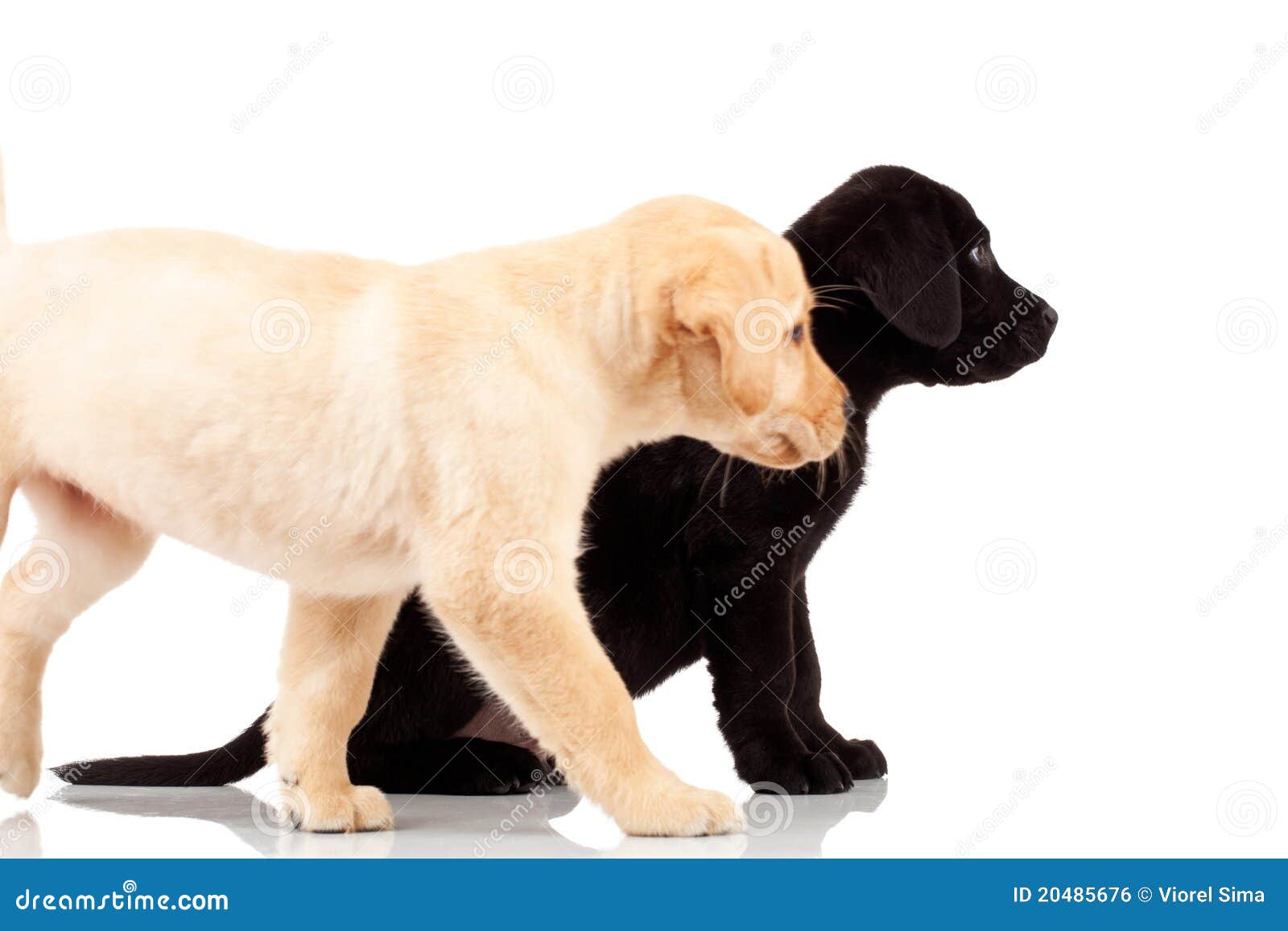 Two cute labrador puppies stock photo. Image of pedigree - 20485676