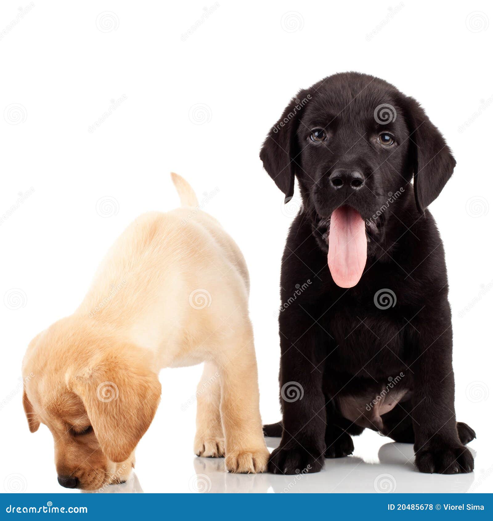 Two cute labrador puppies stock photo. Image of looking - 20485678