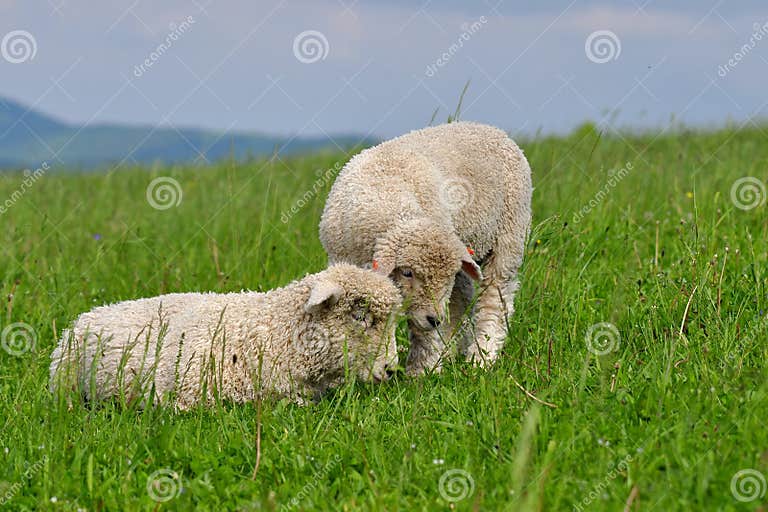 Two cute lambs stock photo. Image of agriculture, food - 14616196