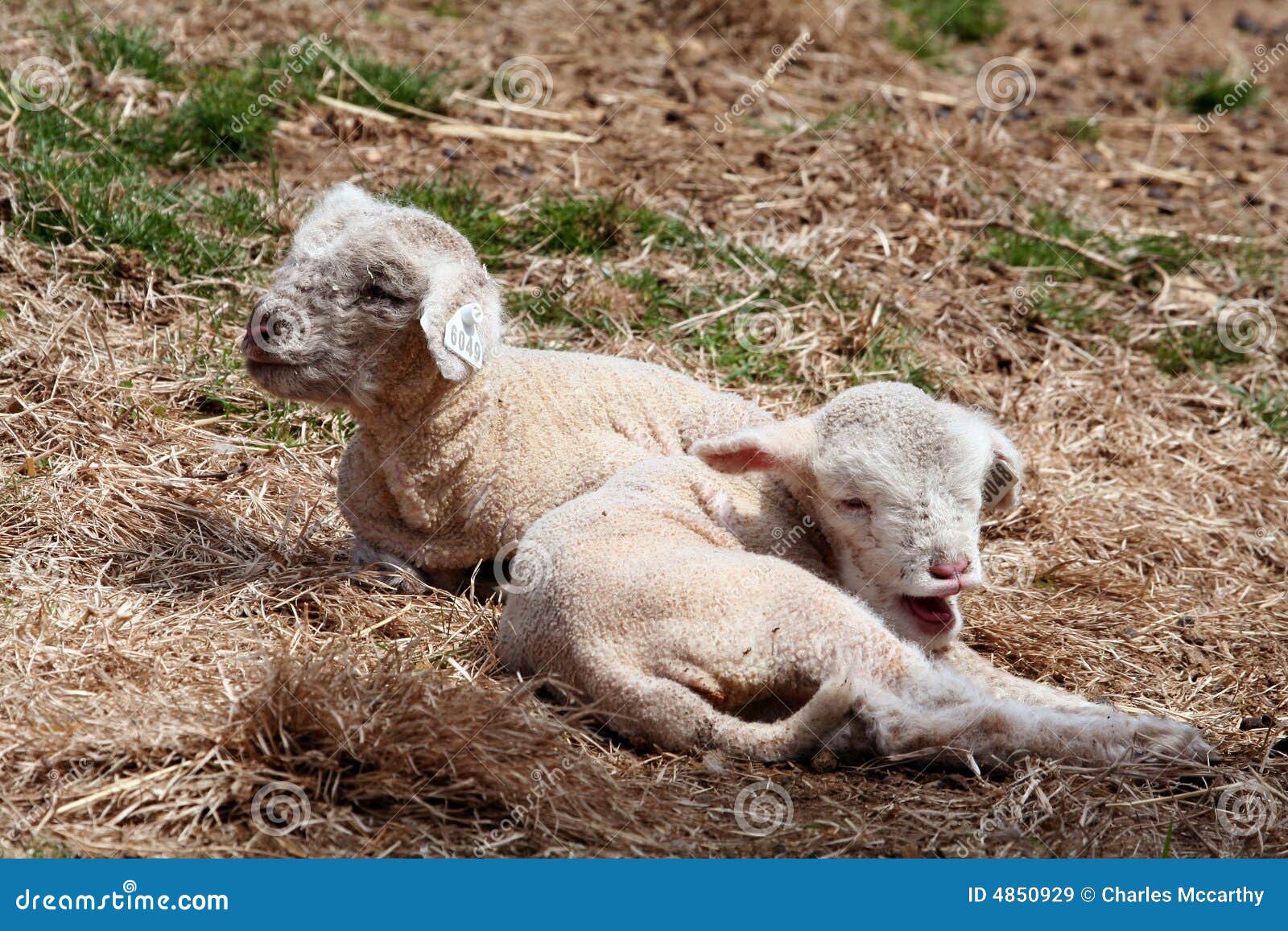 Two cute lambs stock image. Image of lying, countryside - 4850929