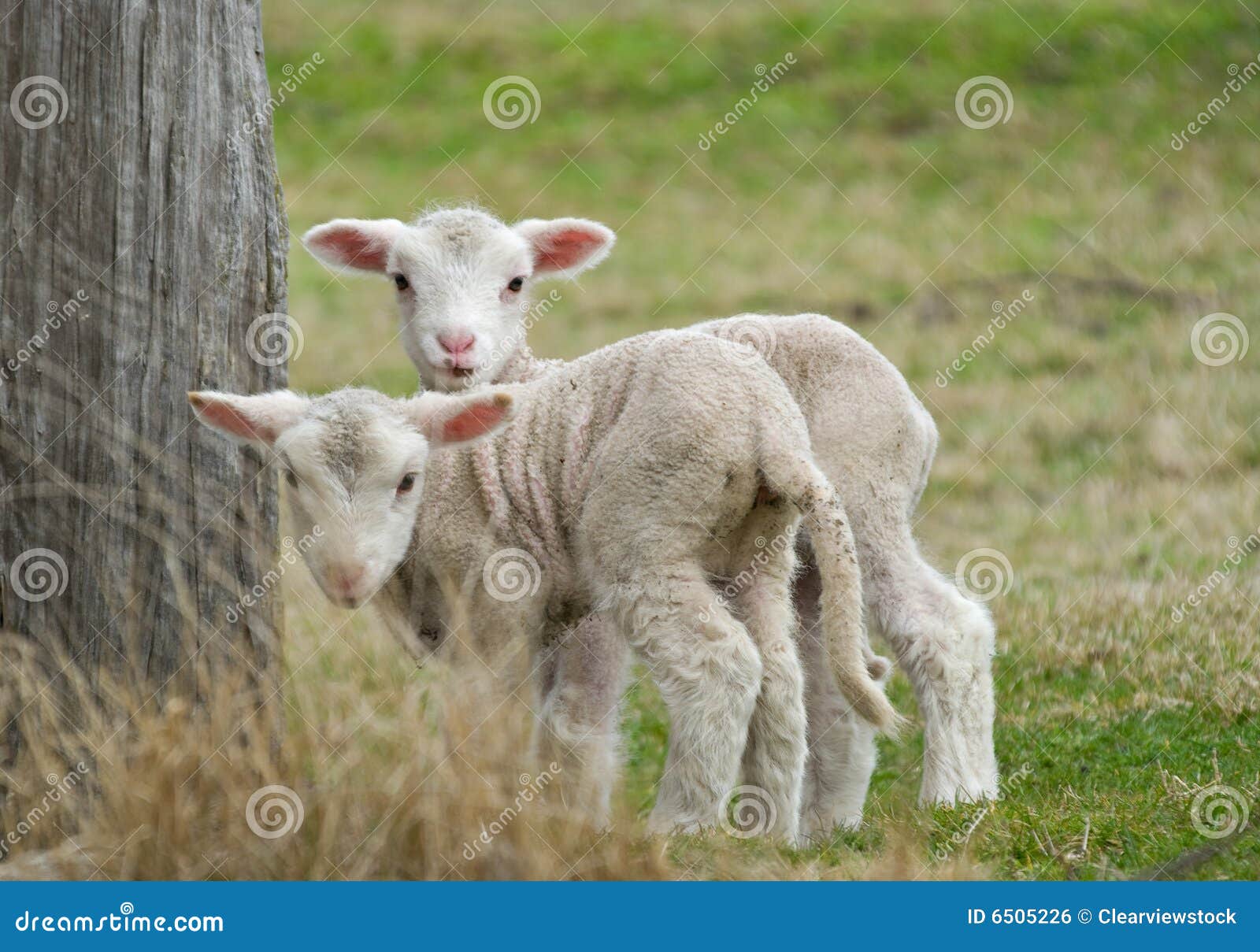 Two cute lambs stock photo. Image of animal, livestock - 6505226