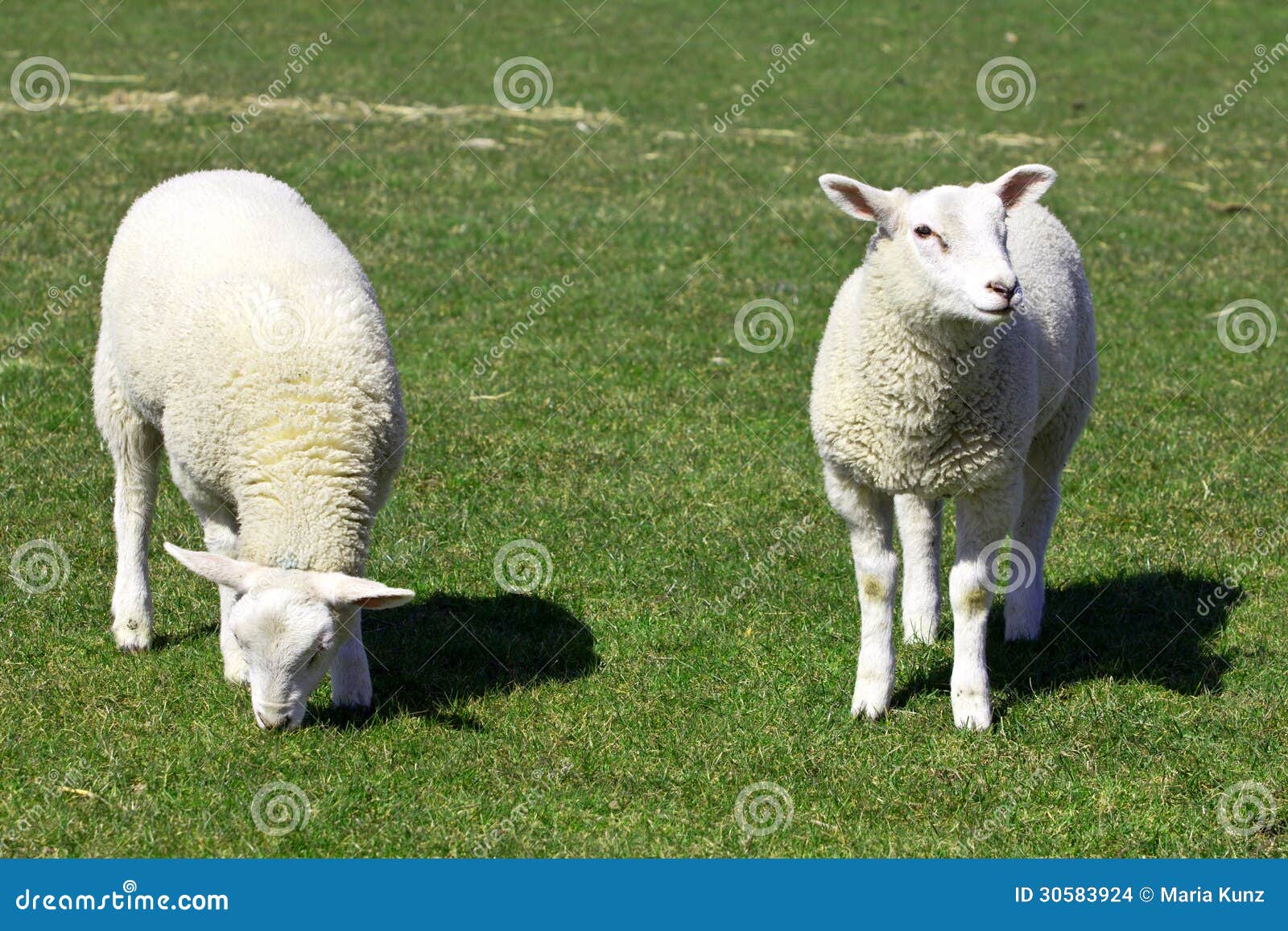 Two cute lambs stock photo. Image of care, juvenile, innocent - 30583924