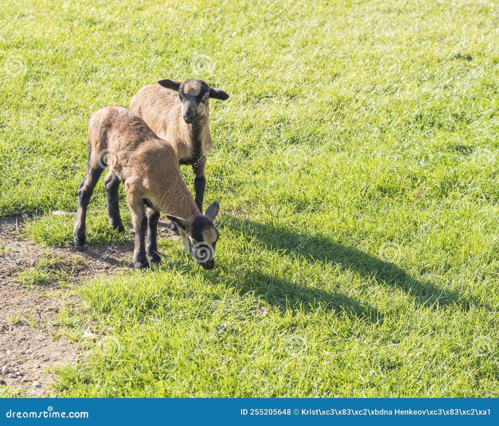Two Cute Lambs of Cameroon Sheep, Cameroon Dwarf Sheep Plays on Green ...