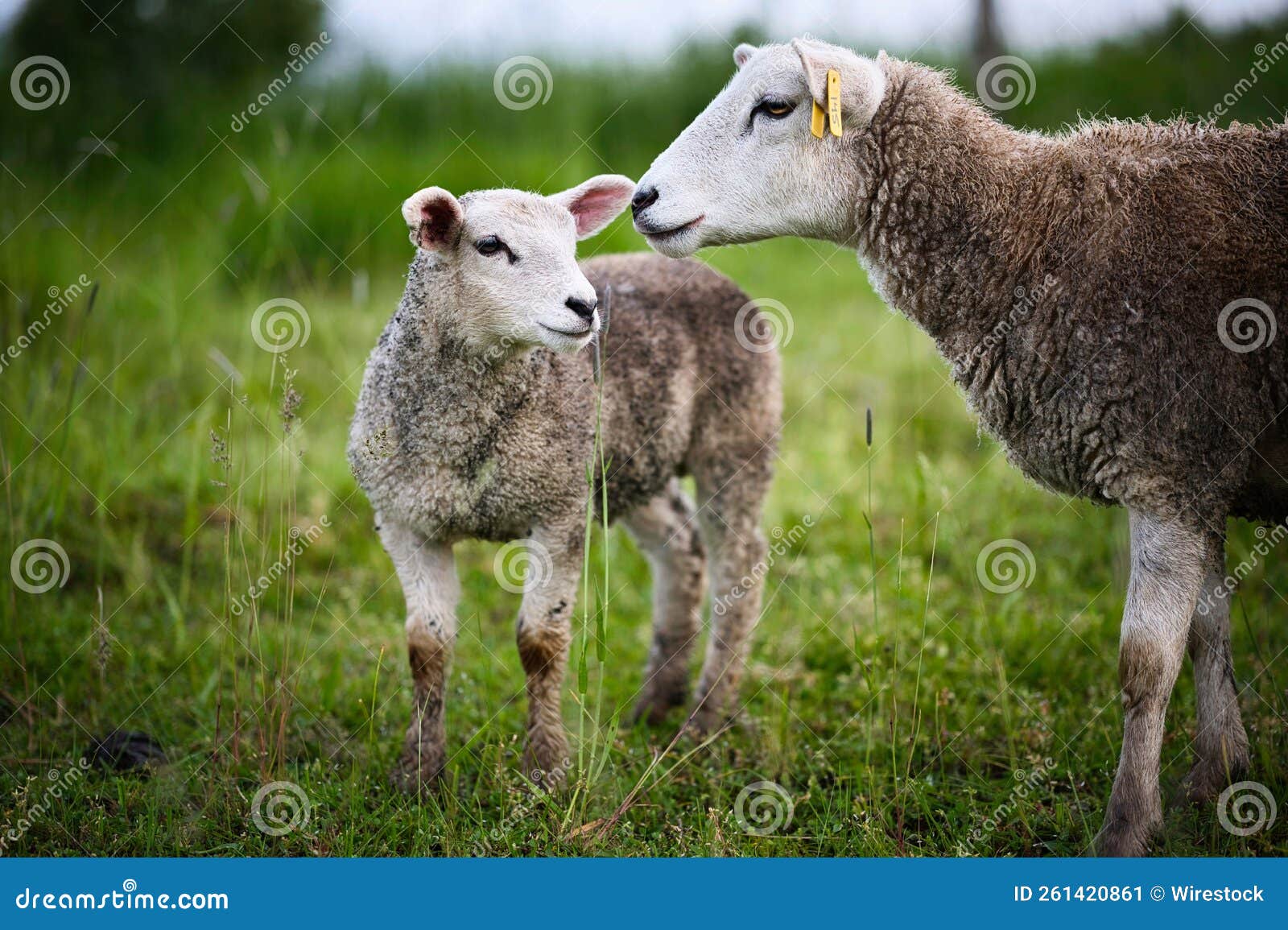 Cute Lambs Grazing in the Field Stock Image - Image of grass, meadow: 261420861