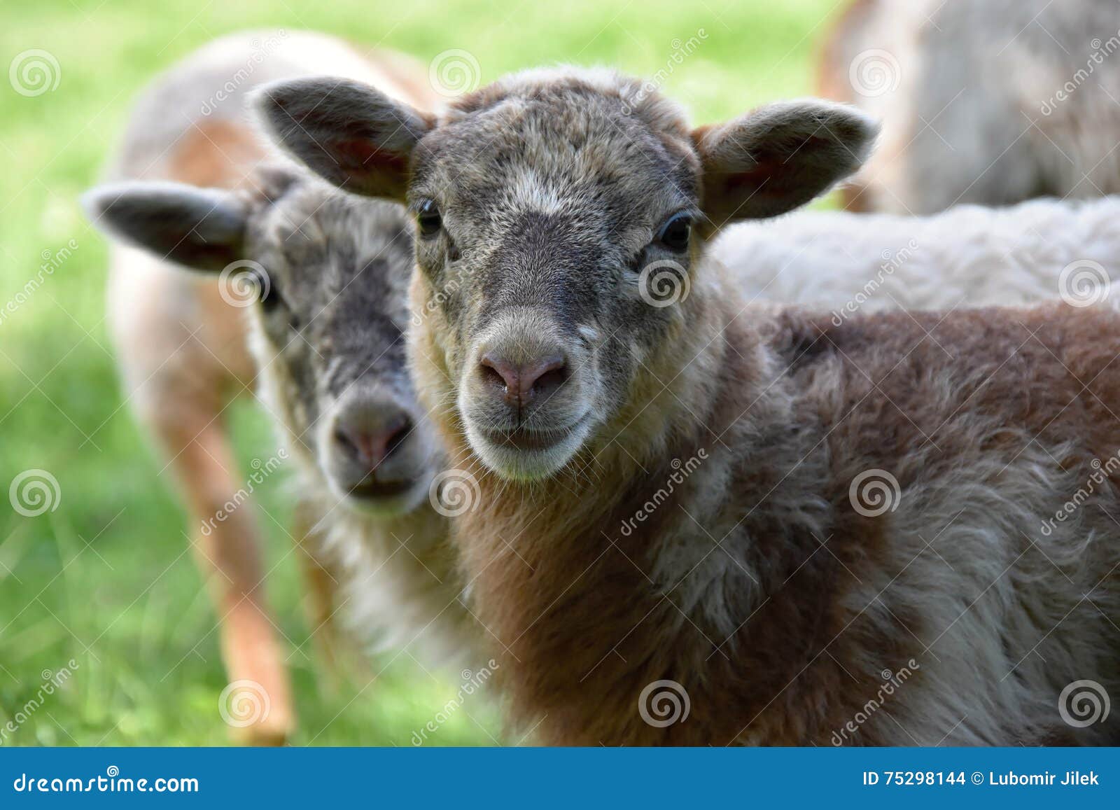 Two cute lambs stock photo. Image of grass, mammal, farm - 75298144