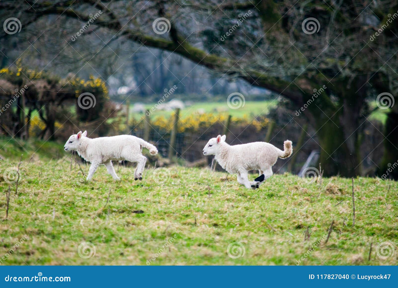 Two Cute Lambs Playing and Running Stock Photo - Image of friends ...