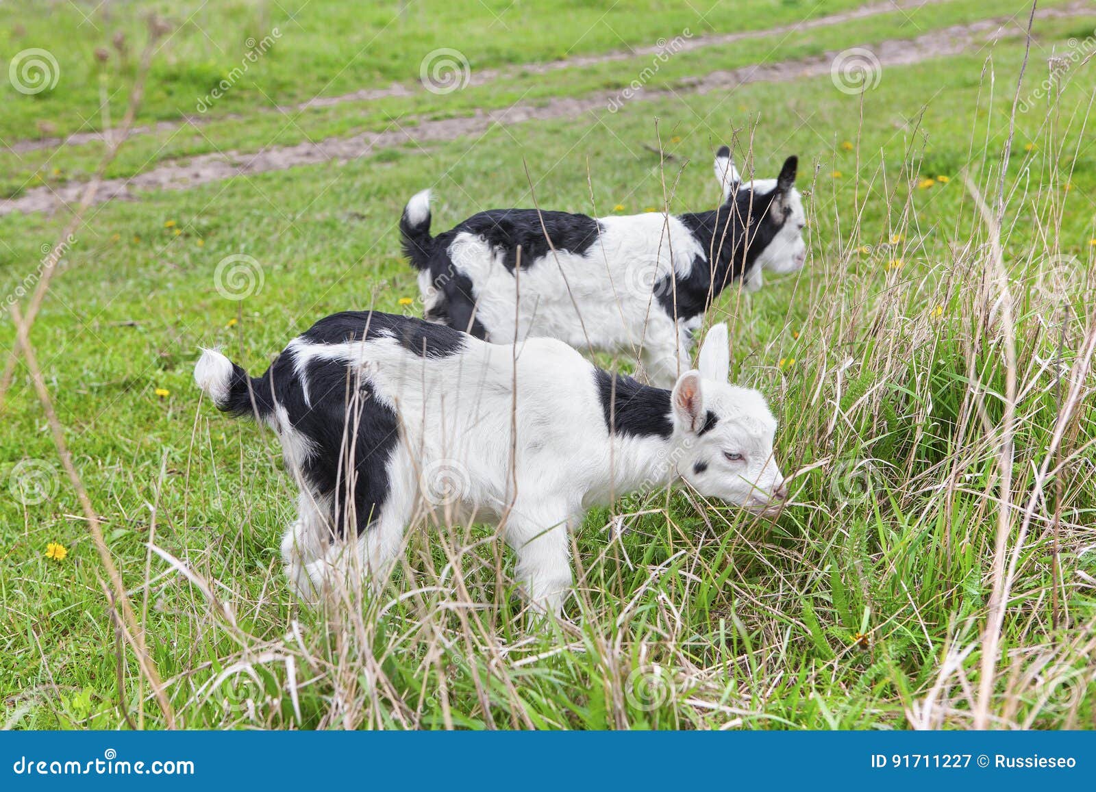 Two cute lambs stock image. Image of brothers, farmland - 91711227