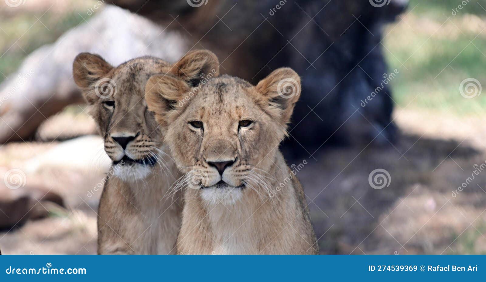 Two cute lion cubes stock image. Image of kenya, expressions - 274539369