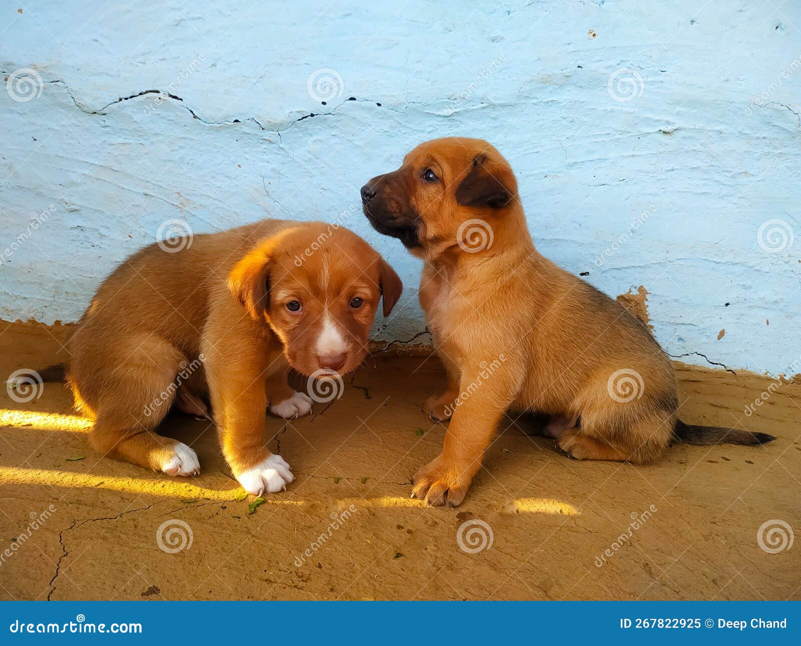 Two Cute Little Brown Puppies in the Home Stock Image - Image of ...