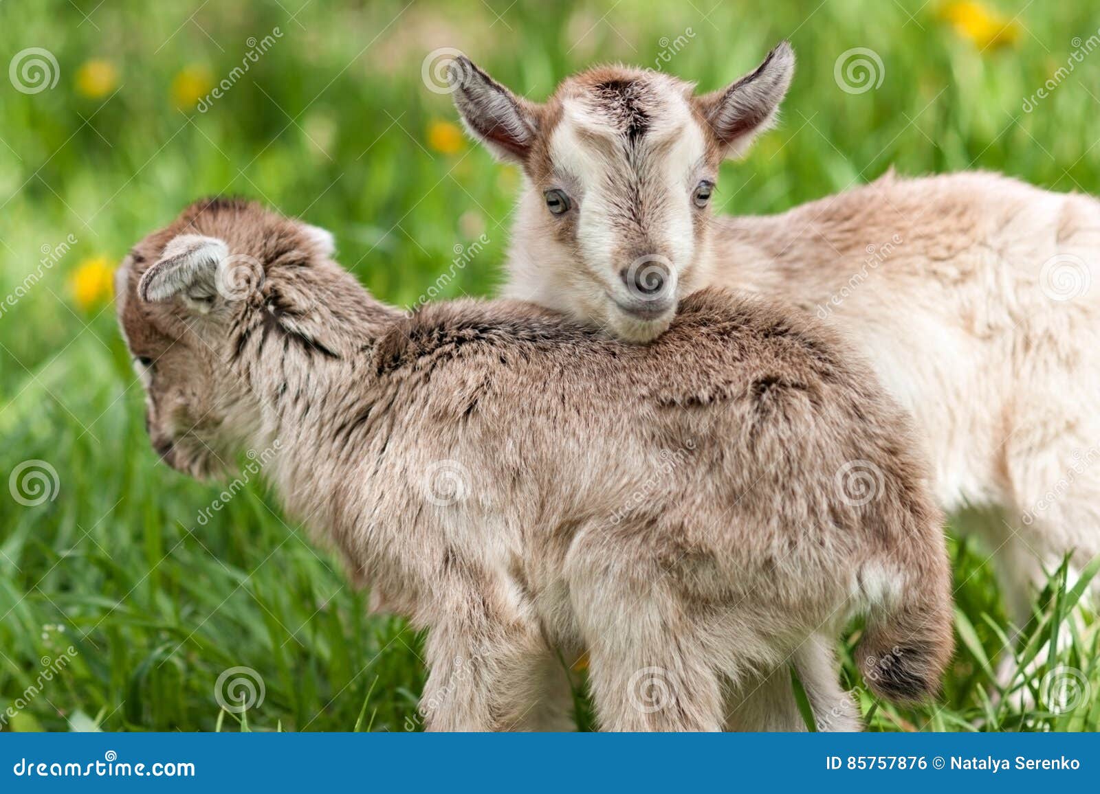 Two Cute little goat stock photo. Image of closeup, gray - 85757876