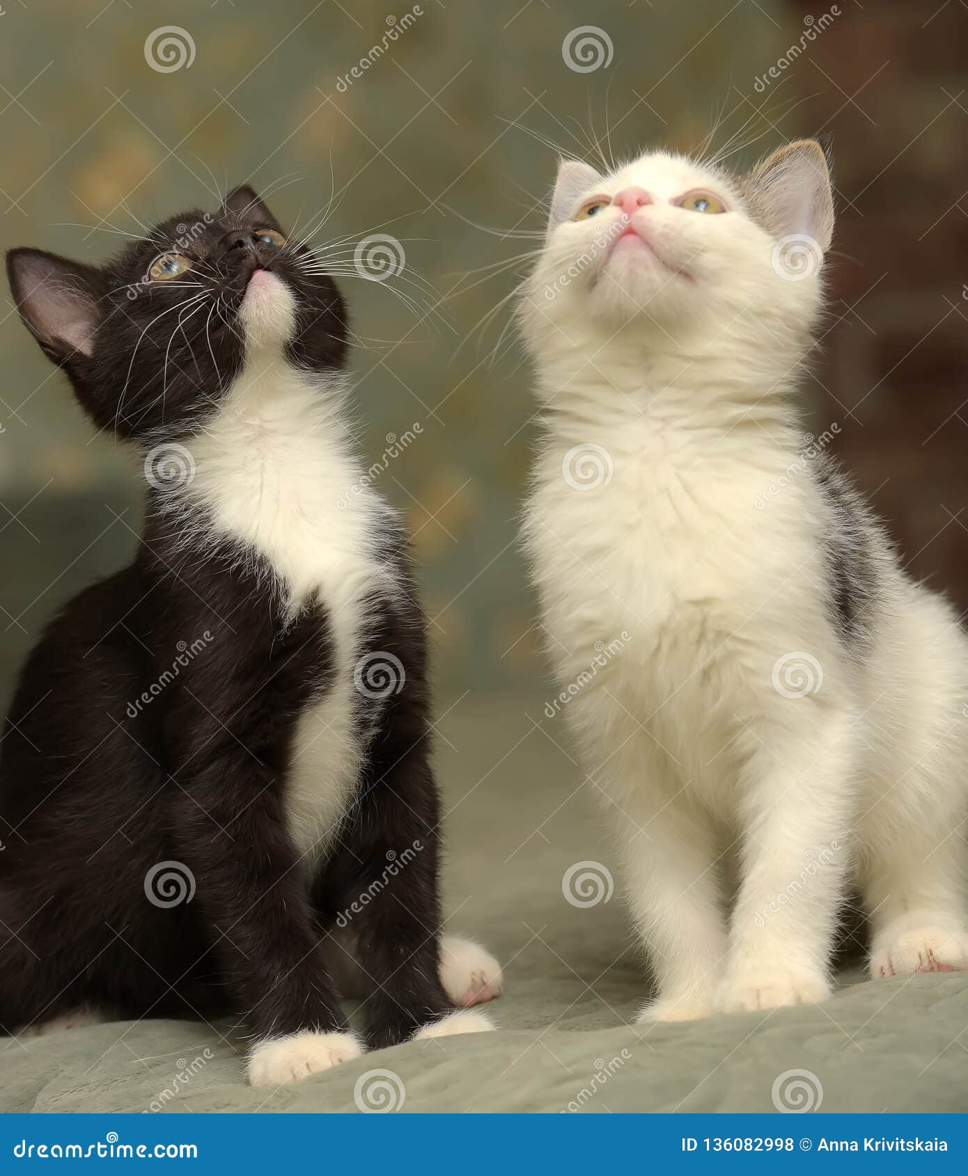 Two Cute Kitten White with Black Stock Photo - Image of looking ...