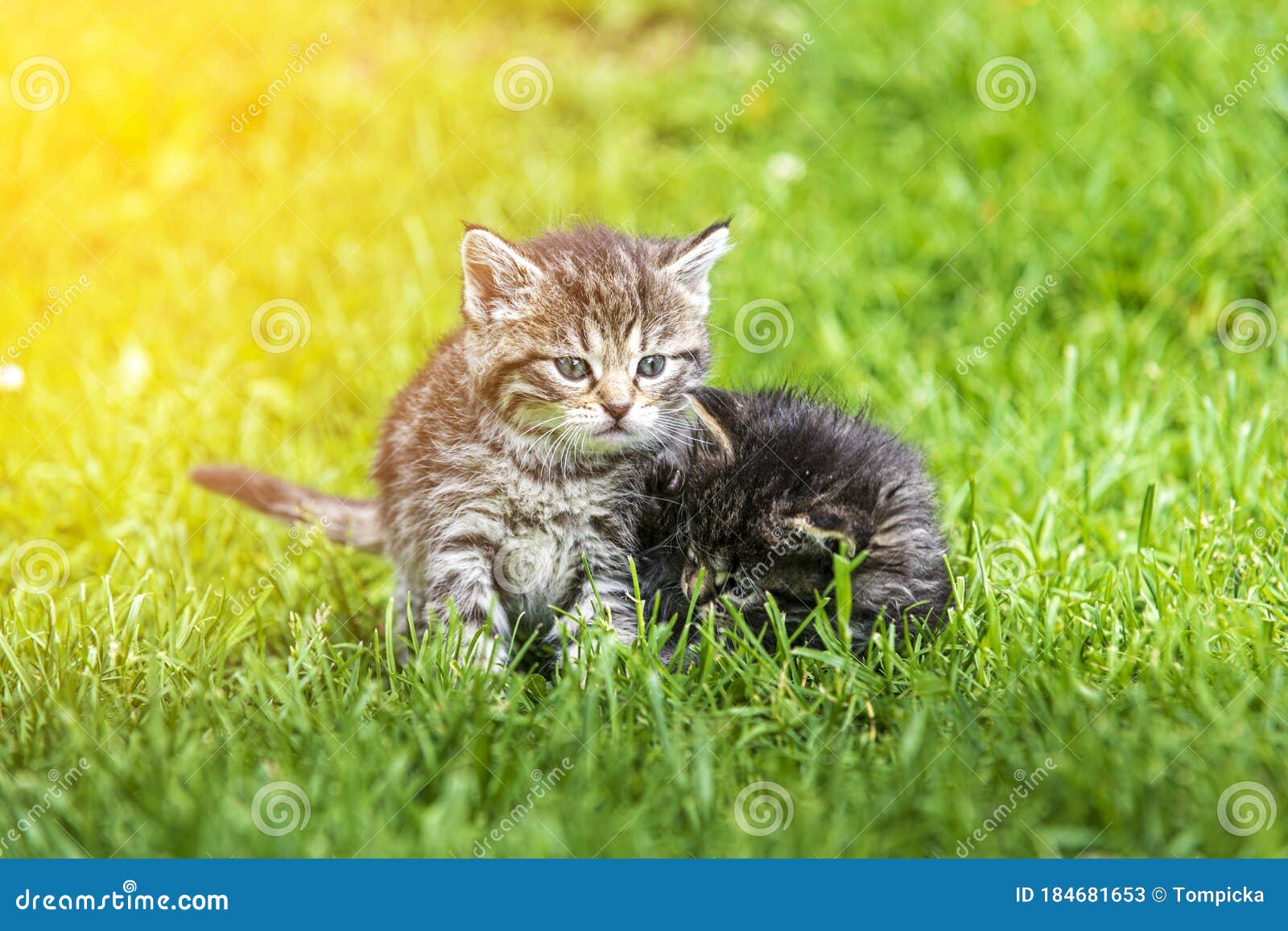 Kitten in the green grass stock image. Image of friend - 184681653