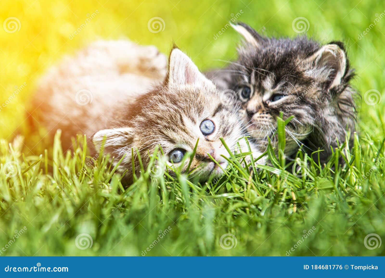Kitten in the green grass stock photo. Image of moustache - 184681776