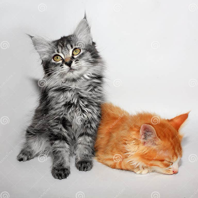 Two cute little kitty stock image. Image of kitten, purebred - 36409269