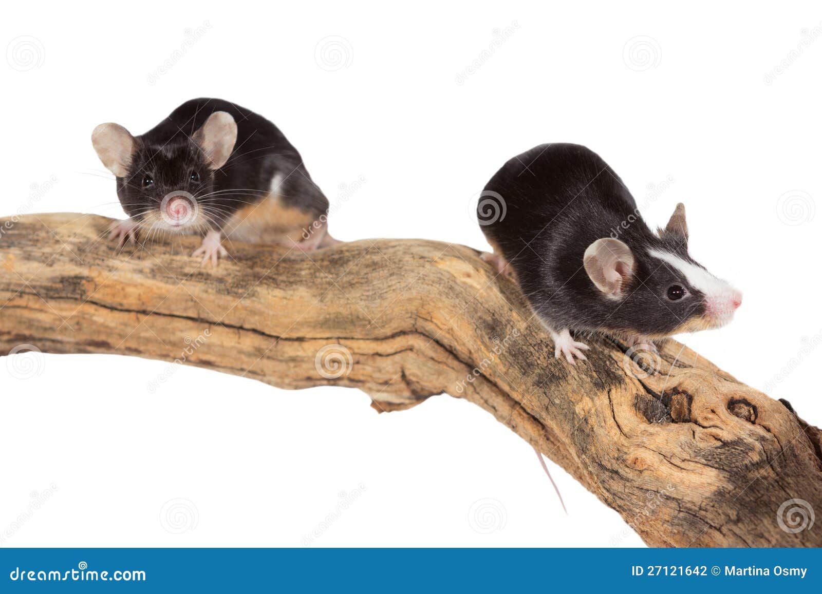 Two Cute Little Mice on a Log Stock Photo - Image of creatures, cute ...