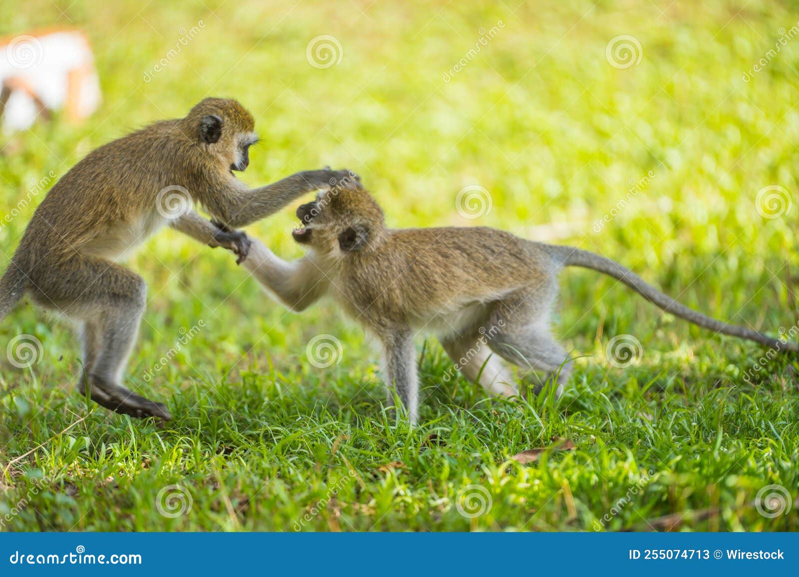 Cute Little Monkeys Playing in the Green Field Stock Image - Image of ...