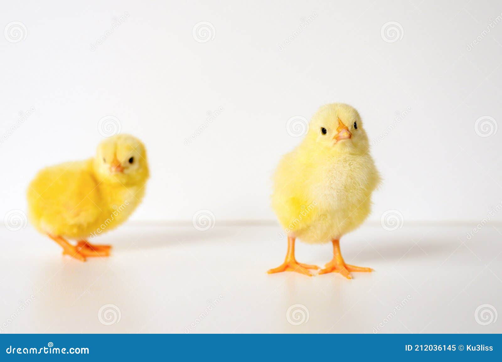 Baby Chicks Just Coming Out From Eggs. Royalty-Free Stock Photo ...