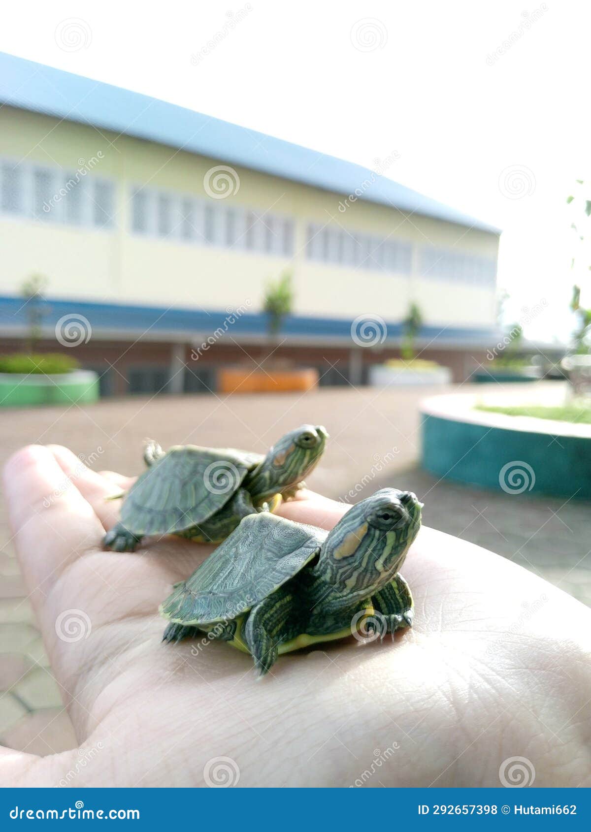 Two cute little turtles stock photo. Image of leaf, hand - 292657398