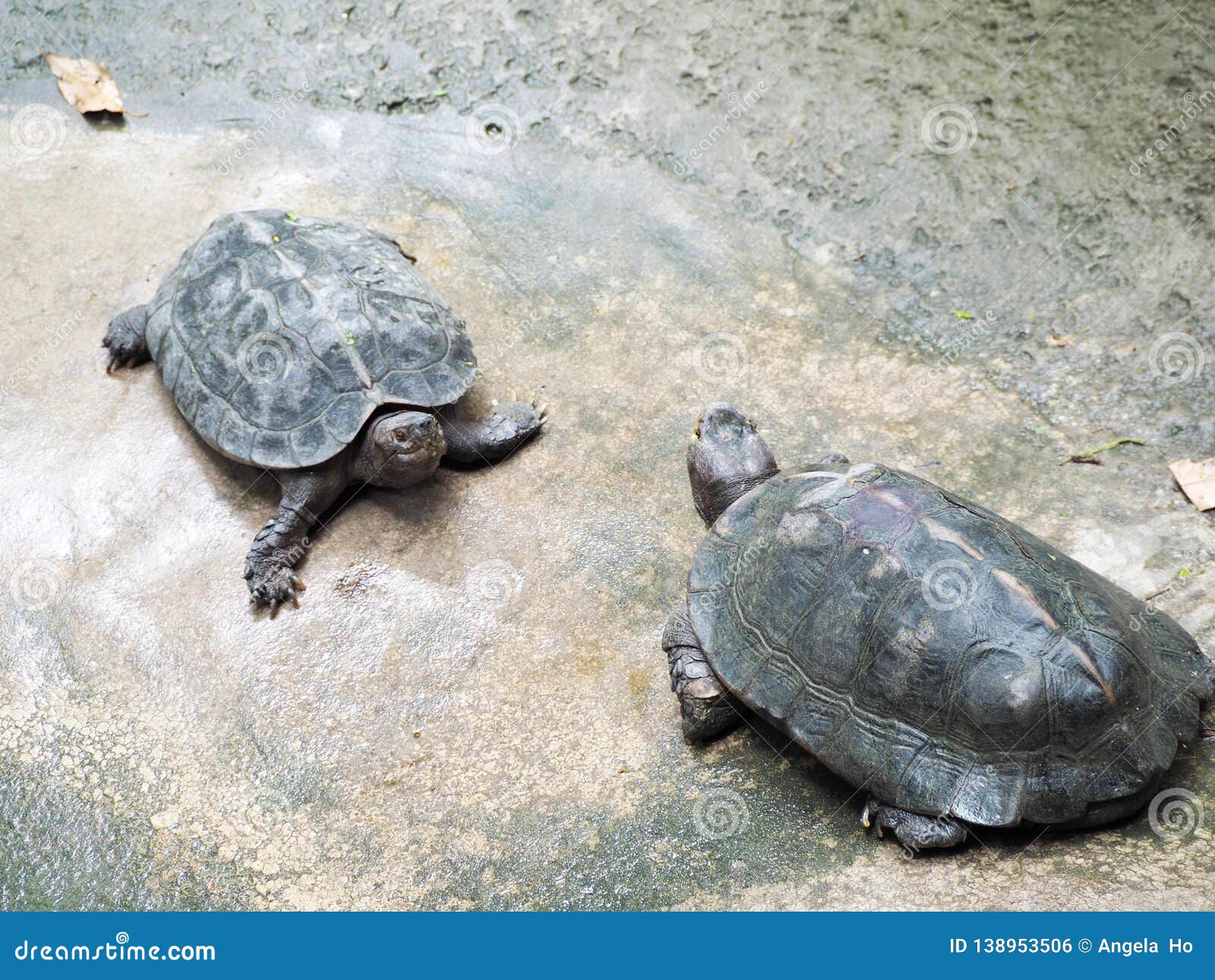 Two Cute Little Turtles Walking Slowly on the Ground in a Zoo Stock ...