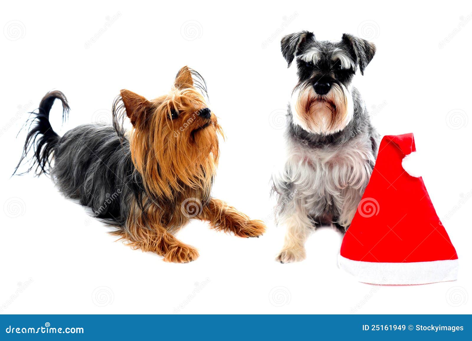 Two cute lovable pets stock image. Image of hair, adorable - 25161949