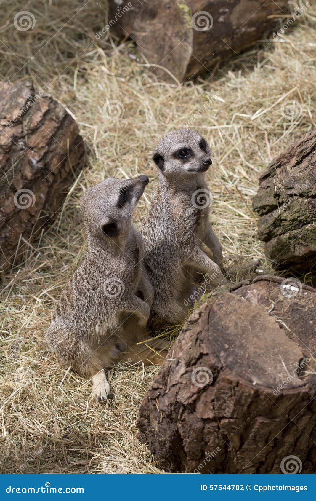 Two cute meercats stock photo. Image of carnivore, cute - 57544702